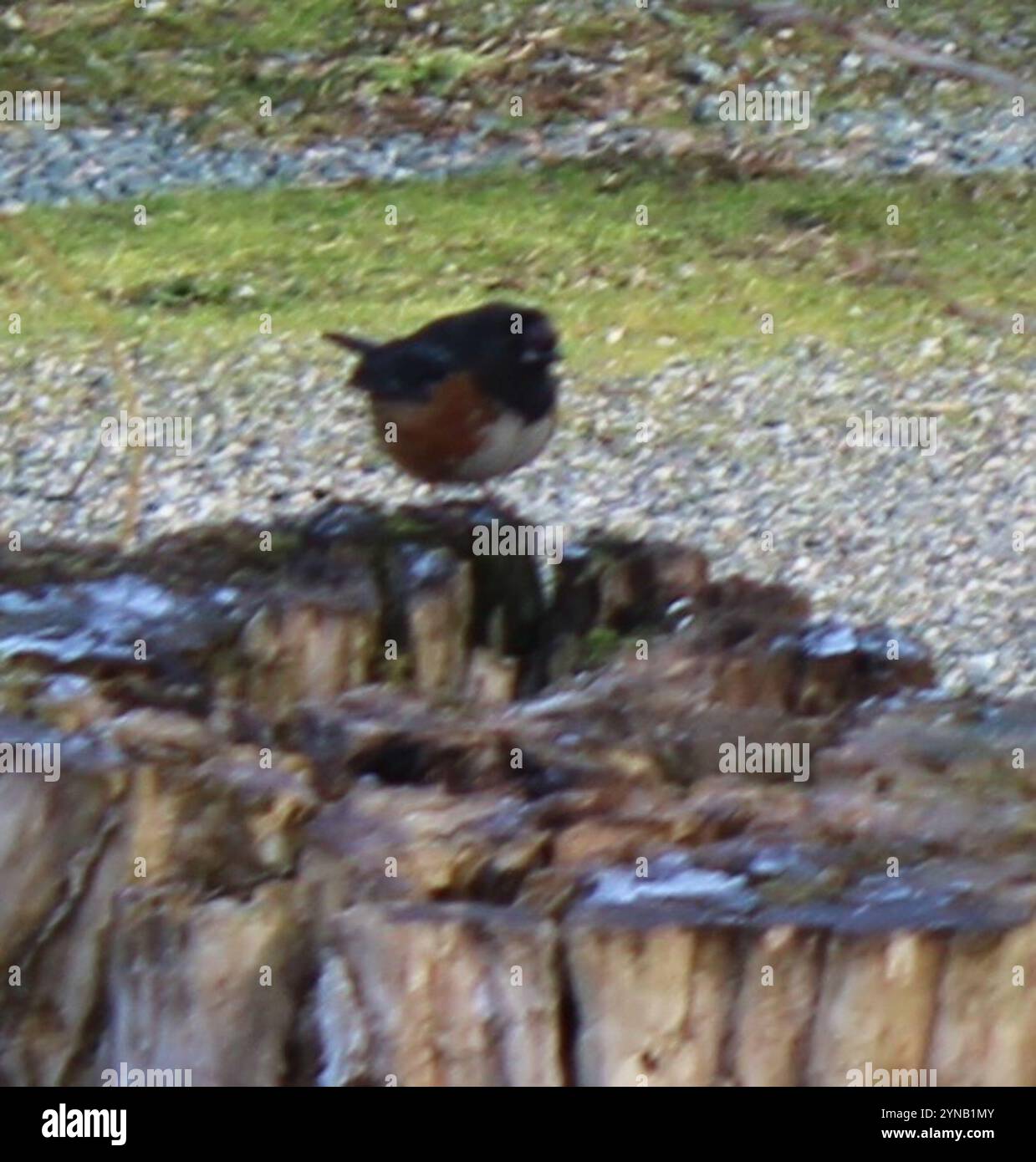 Spotted Towhee (Pipilo maculatus Stock Photo - Alamy