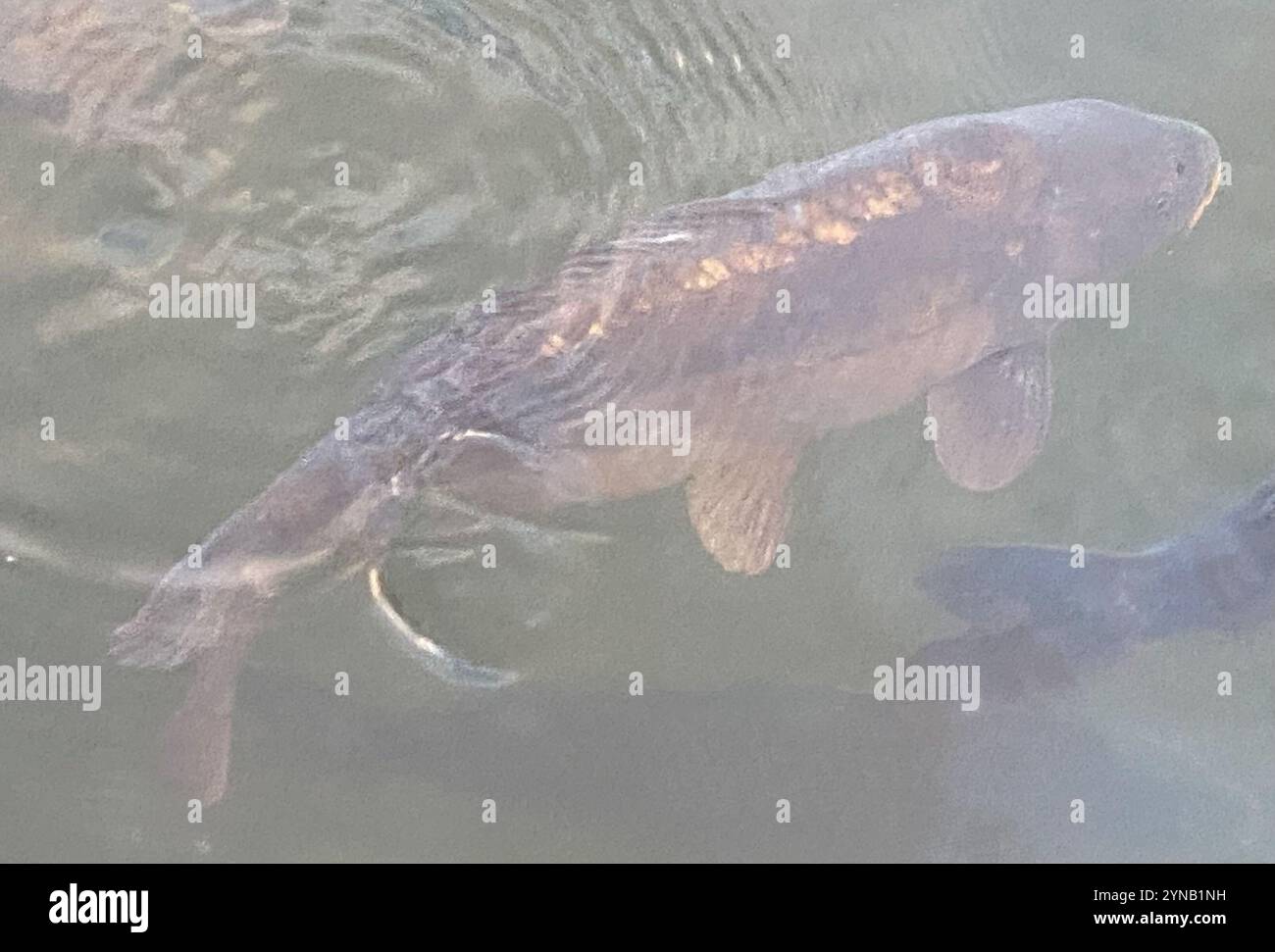 European Carp (Cyprinus carpio Stock Photo - Alamy