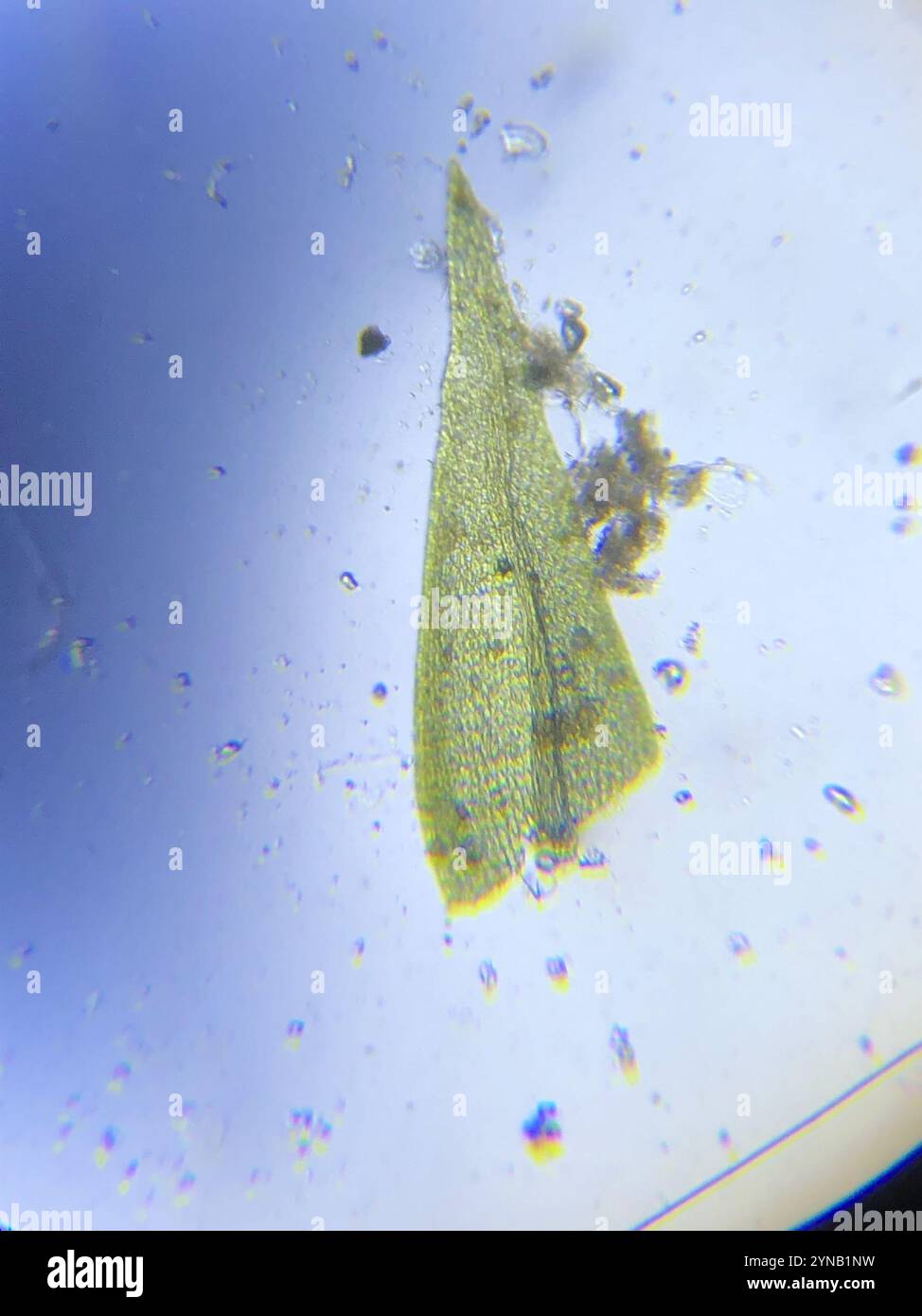 Tangled thread moss hi-res stock photography and images - Alamy