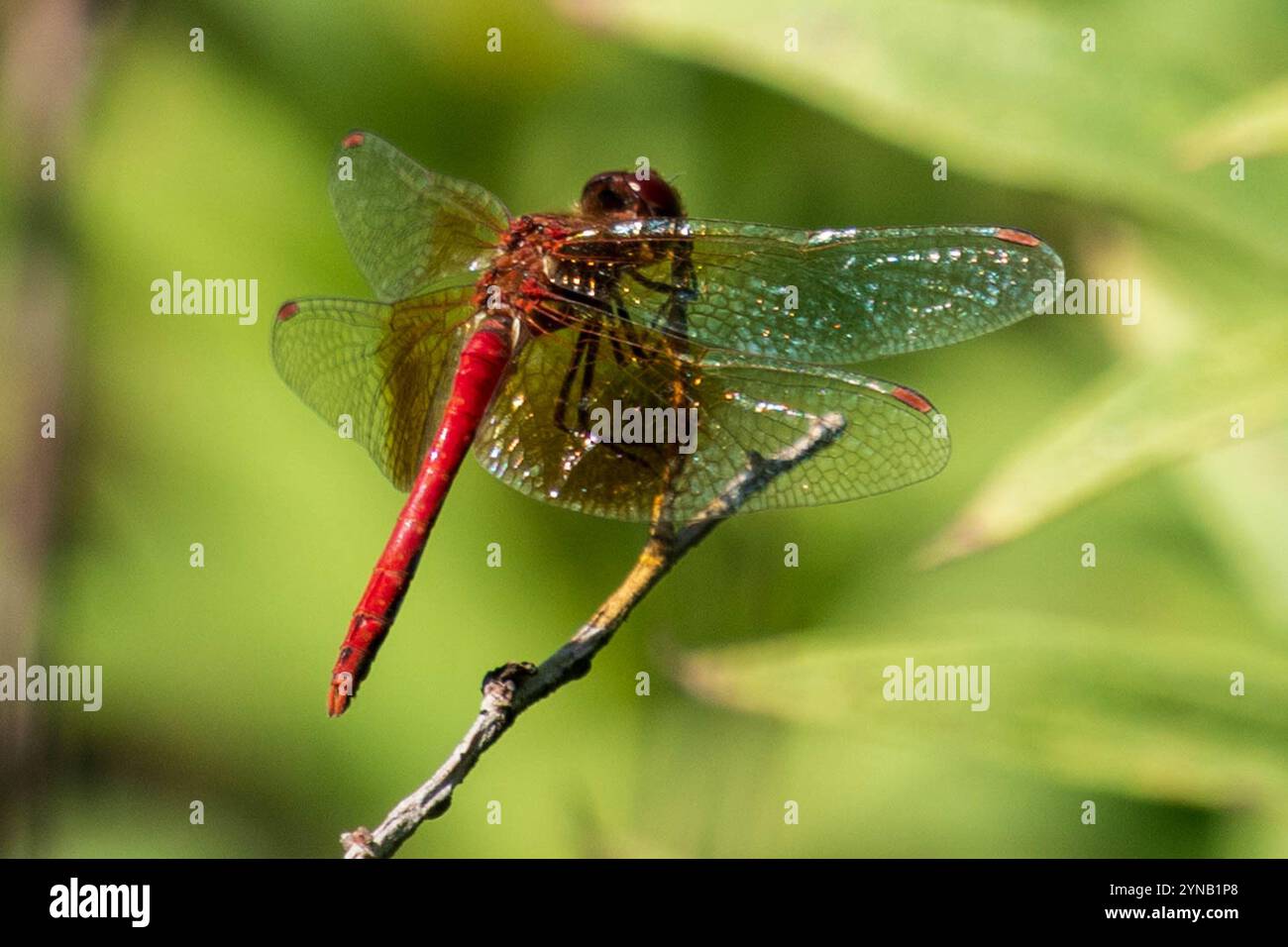 Band winged meadowhawk hi-res stock photography and images - Alamy