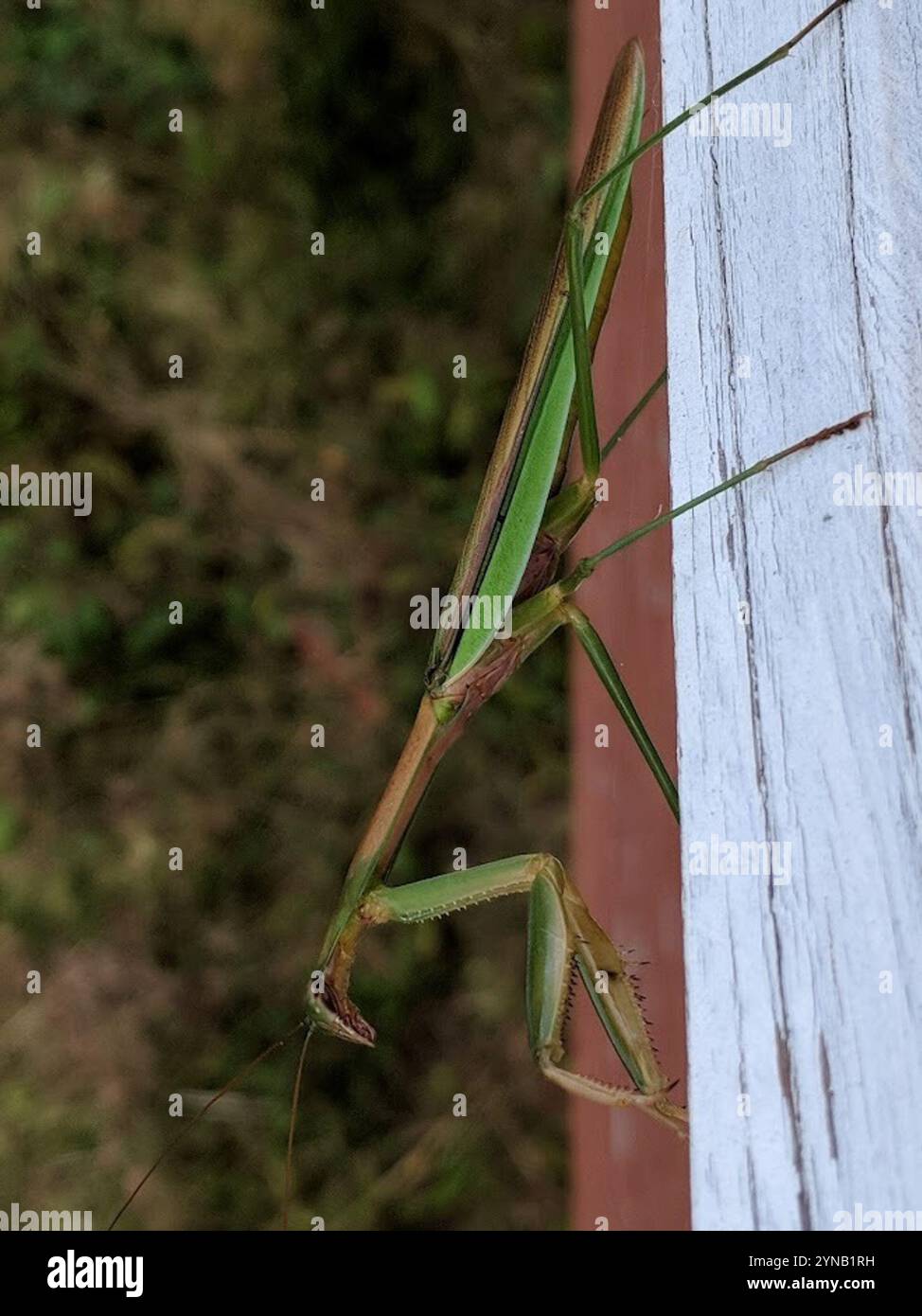 Chinese Mantis (Tenodera sinensis Stock Photo - Alamy