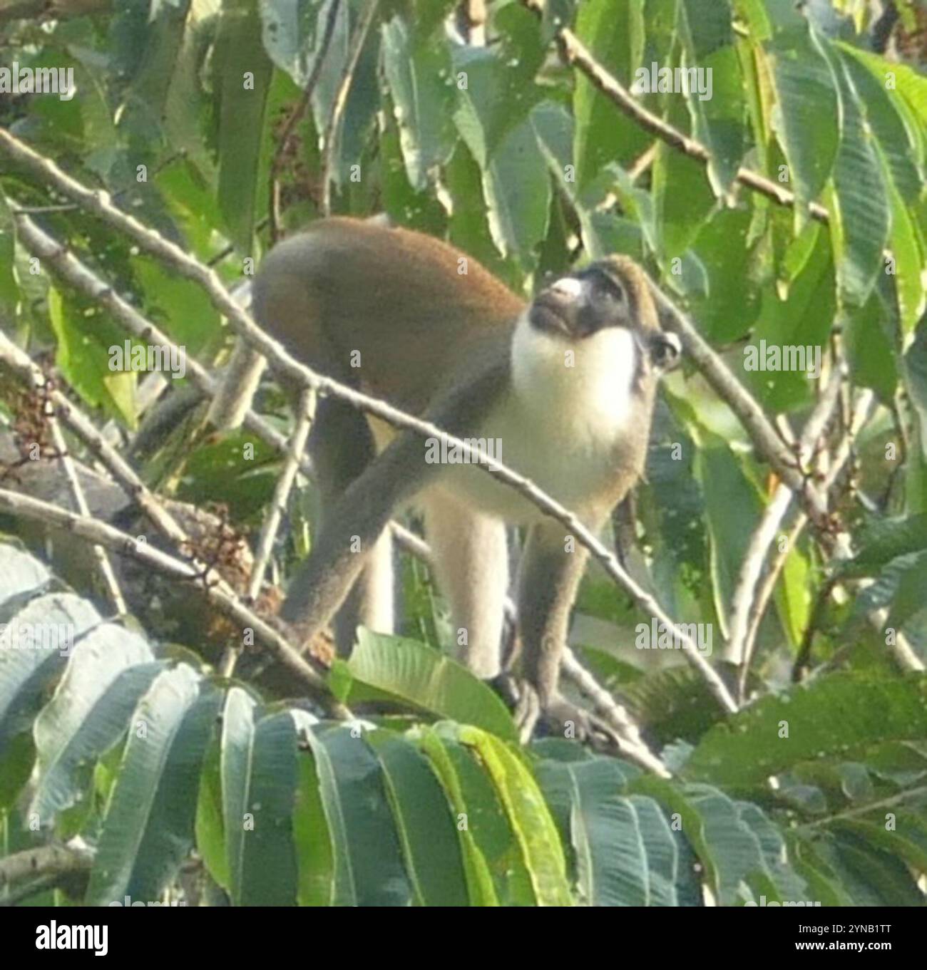 Lesser Spot-nosed Monkey (Cercopithecus petaurista Stock Photo - Alamy