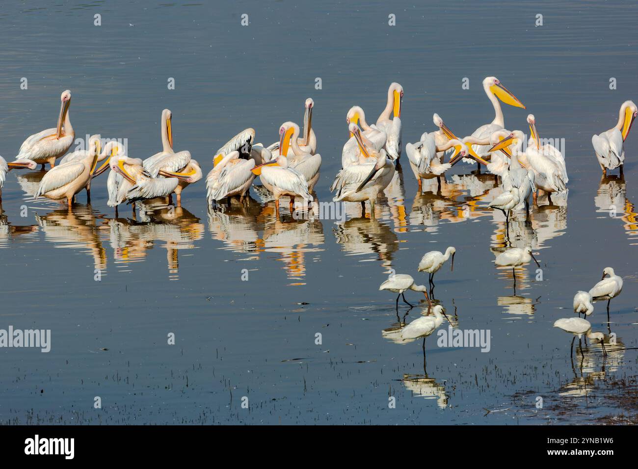 A large flock of Great White Pelican (Pelecanus onocrotalus) also known ...