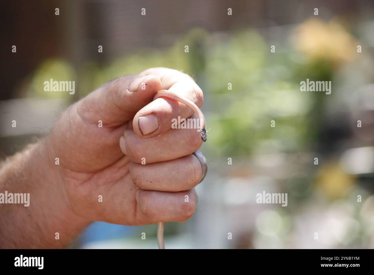 Cape Centipede-Eater (Aparallactus capensis Stock Photo - Alamy