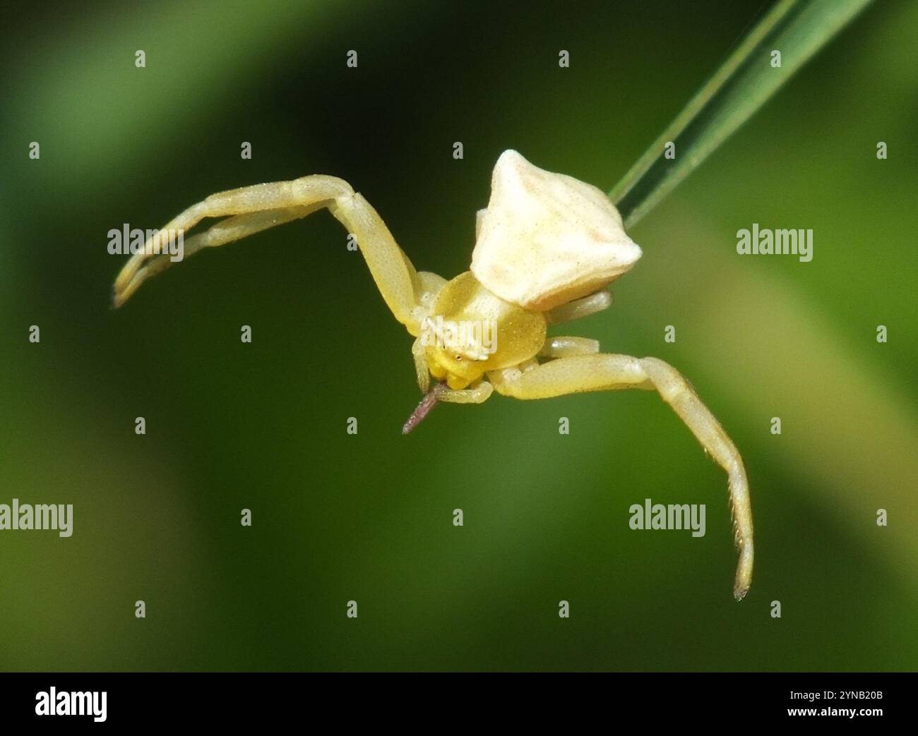 Pink Crab Spider (Thomisus onustus Stock Photo - Alamy