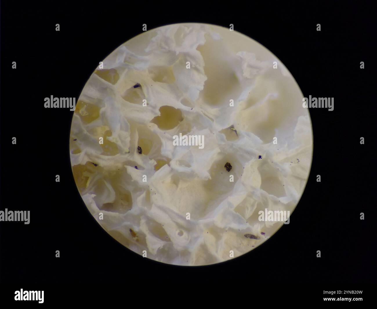 Fuligo septica candida hi-res stock photography and images - Alamy