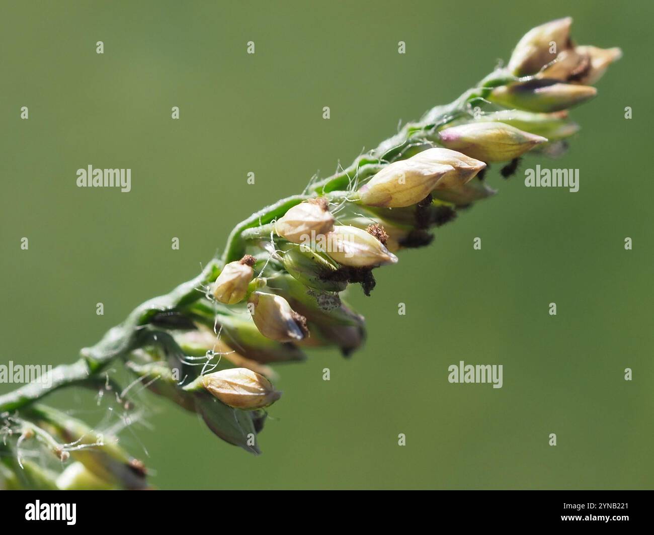 Para Grass (Urochloa mutica Stock Photo - Alamy