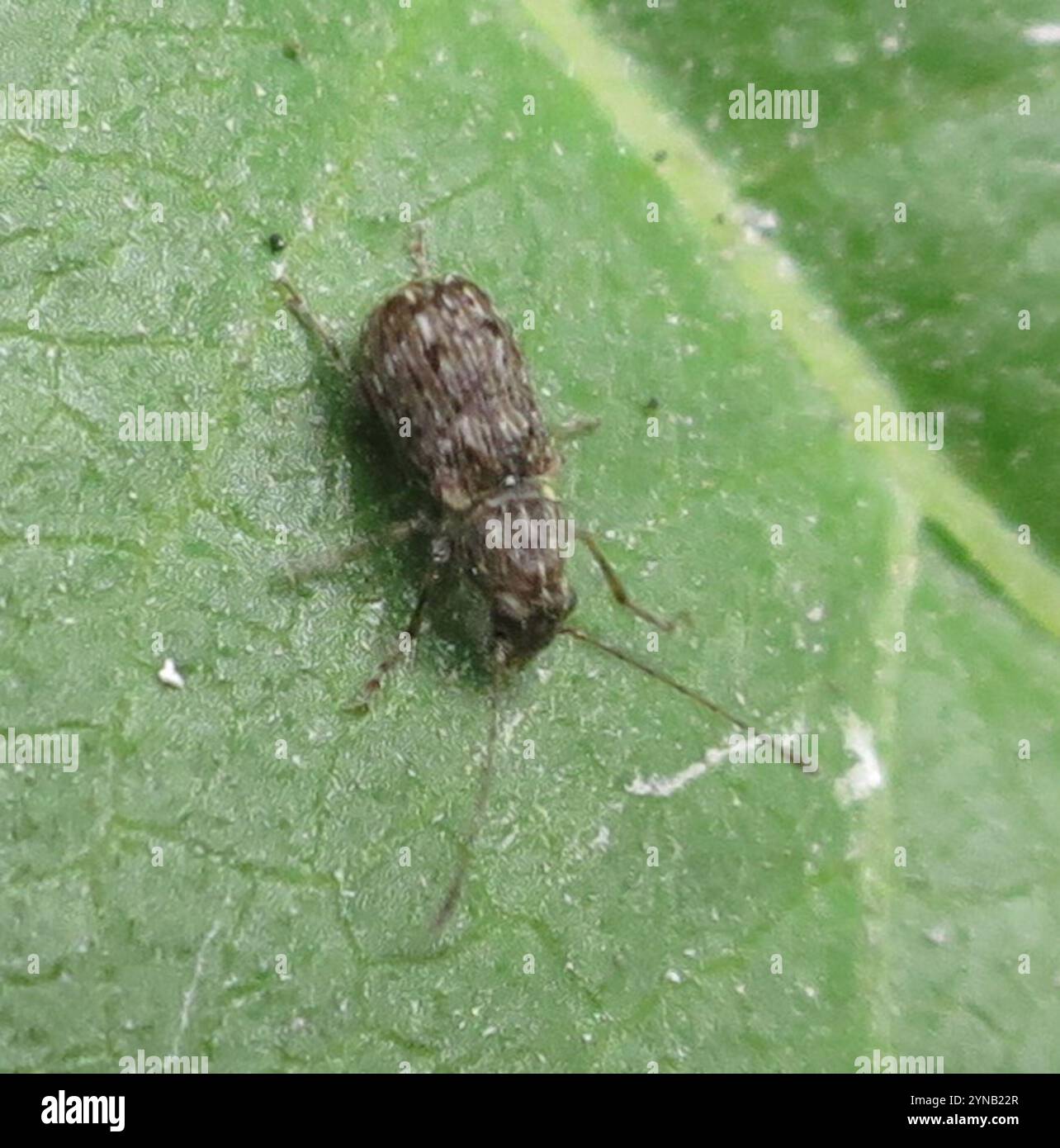 Hetaera hi-res stock photography and images - Alamy