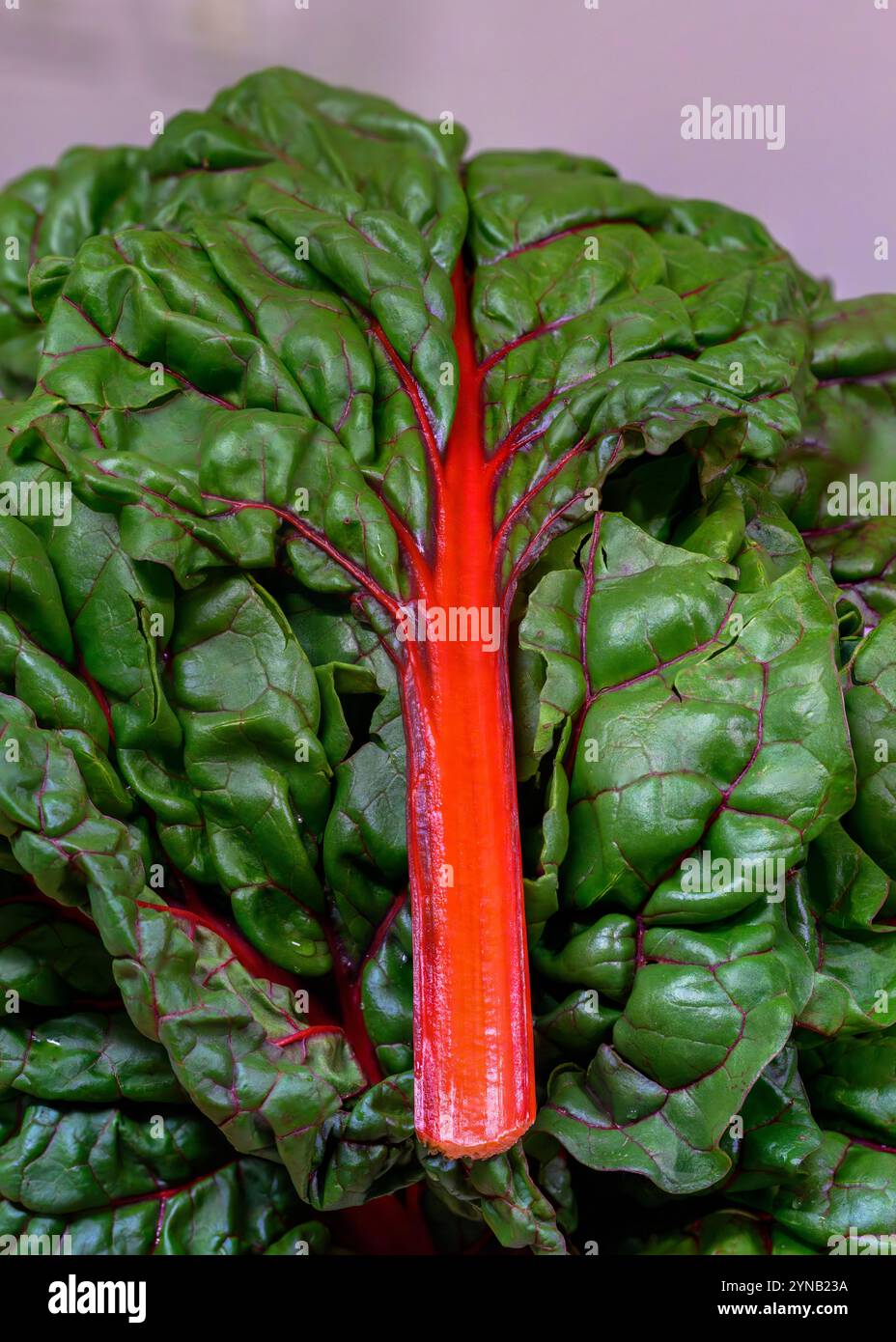 Swiss Chard, silverbeet, perpetual spinach, spinach beet, crab beet ...