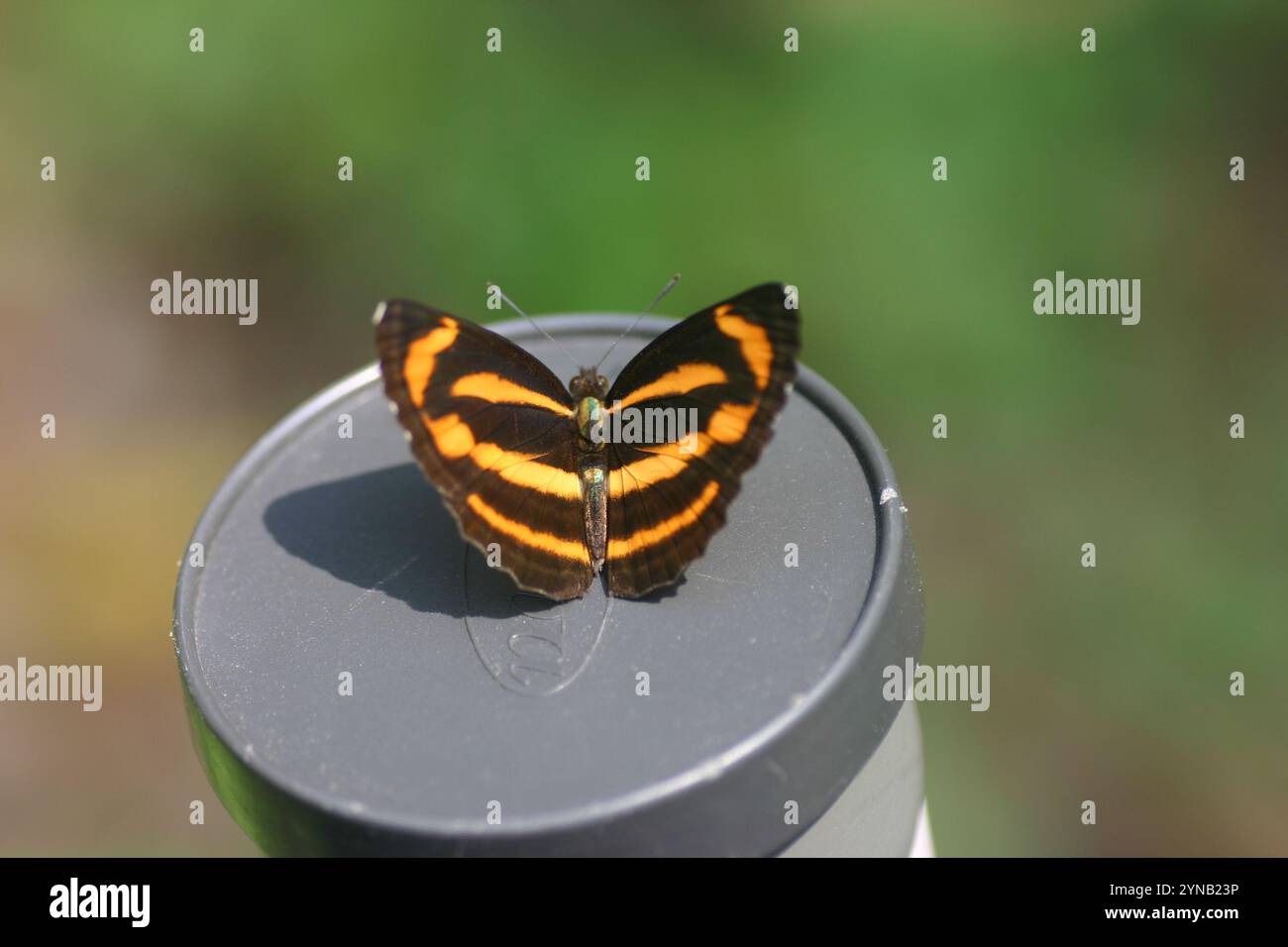 Small Yellow Sailer (Neptis miah Stock Photo - Alamy