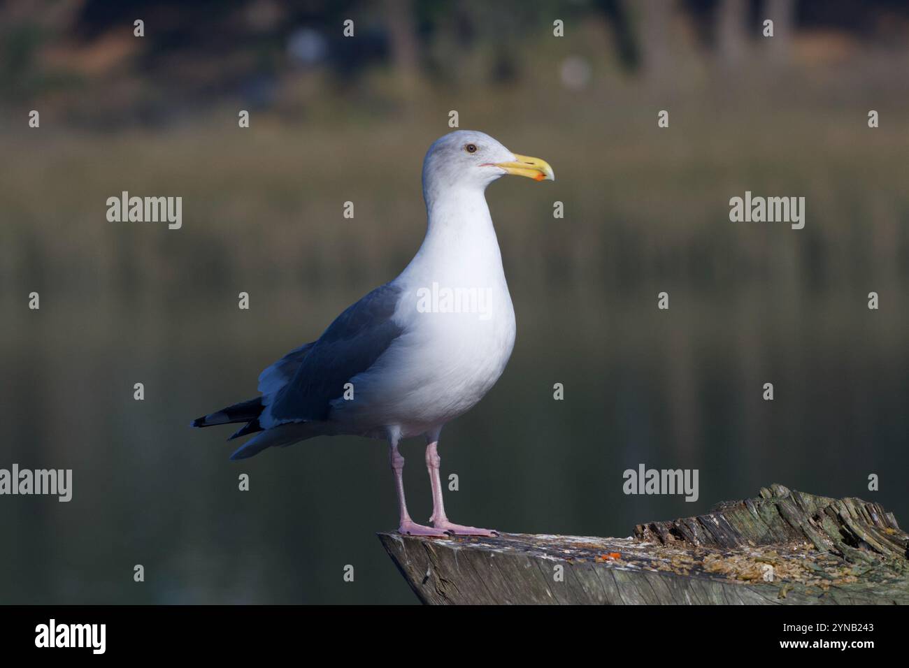 Olympic Gull (Larus glaucescens × occidentalis Stock Photo - Alamy