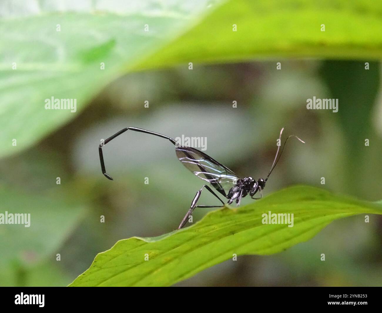 American Pelecinid Wasp (Pelecinus polyturator Stock Photo - Alamy