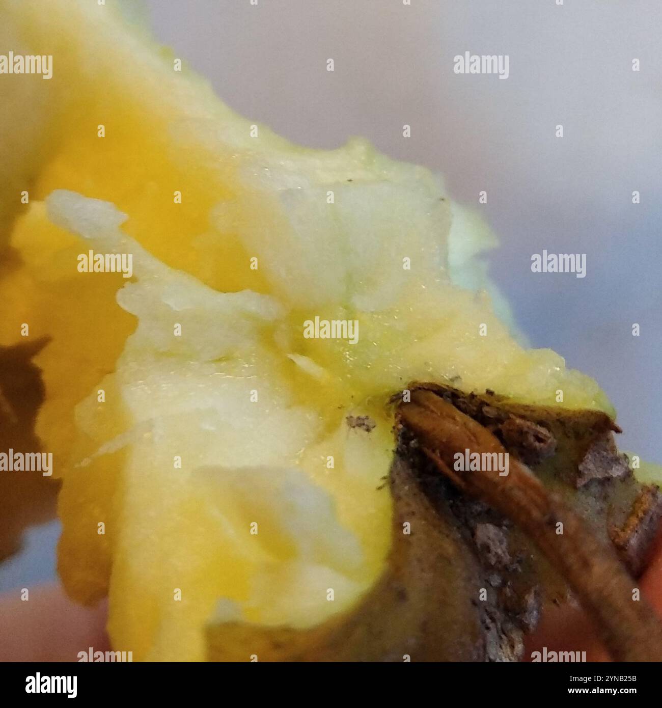 Barklice, Booklice, and Parasitic Lice (Psocodea Stock Photo - Alamy