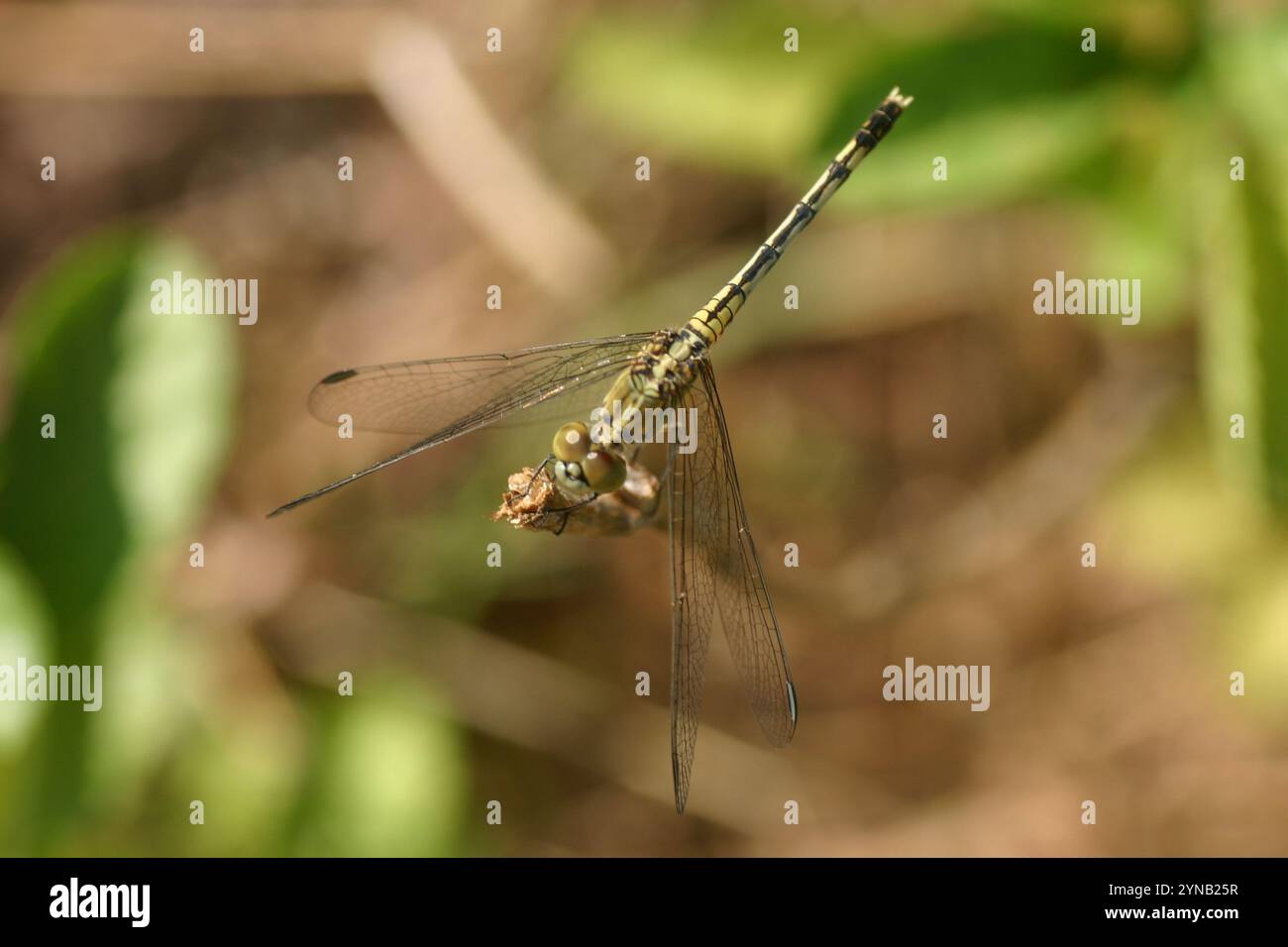Chalky Percher (Diplacodes trivialis Stock Photo - Alamy