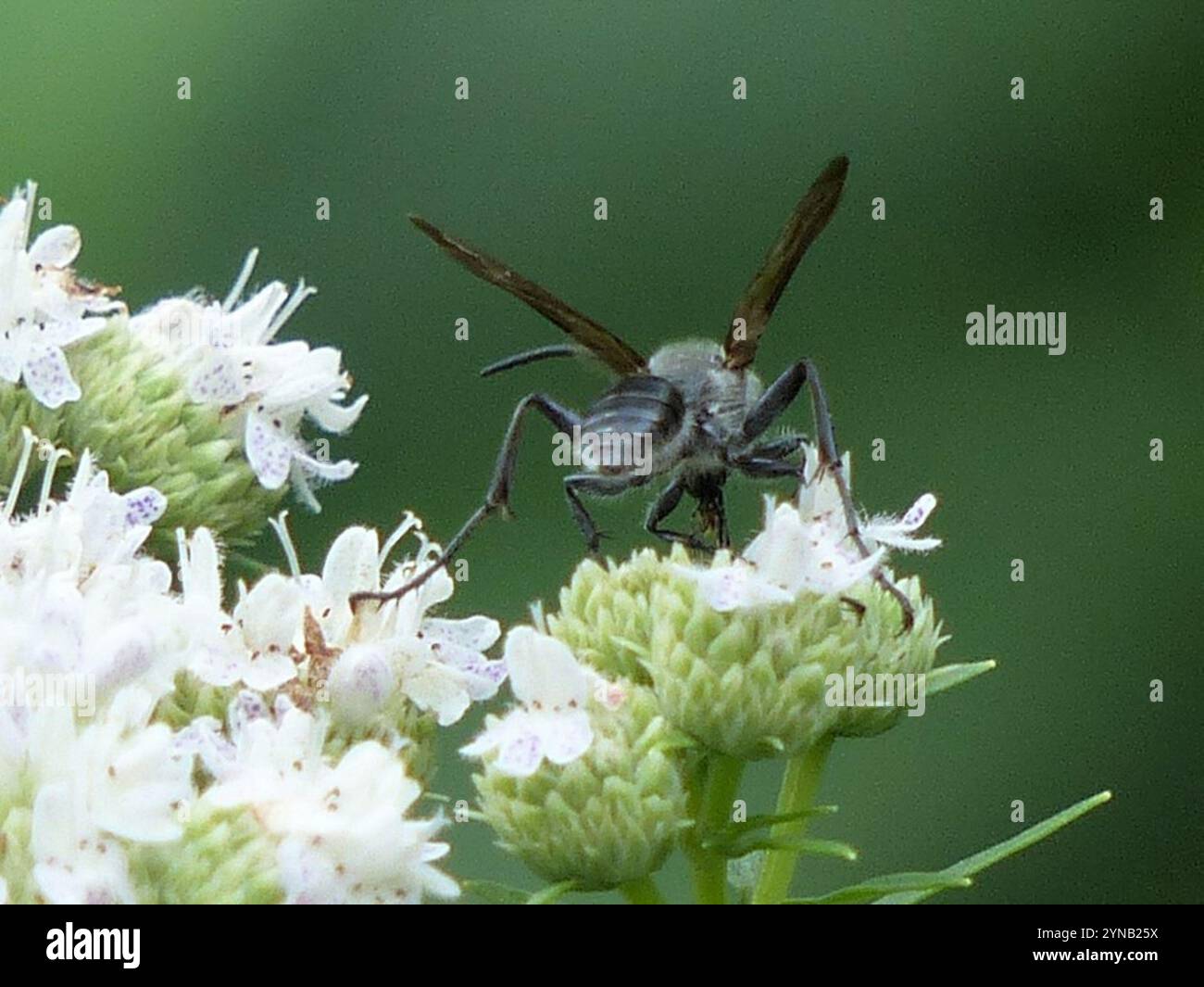 Grass-carrying Wasps (Isodontia Stock Photo - Alamy
