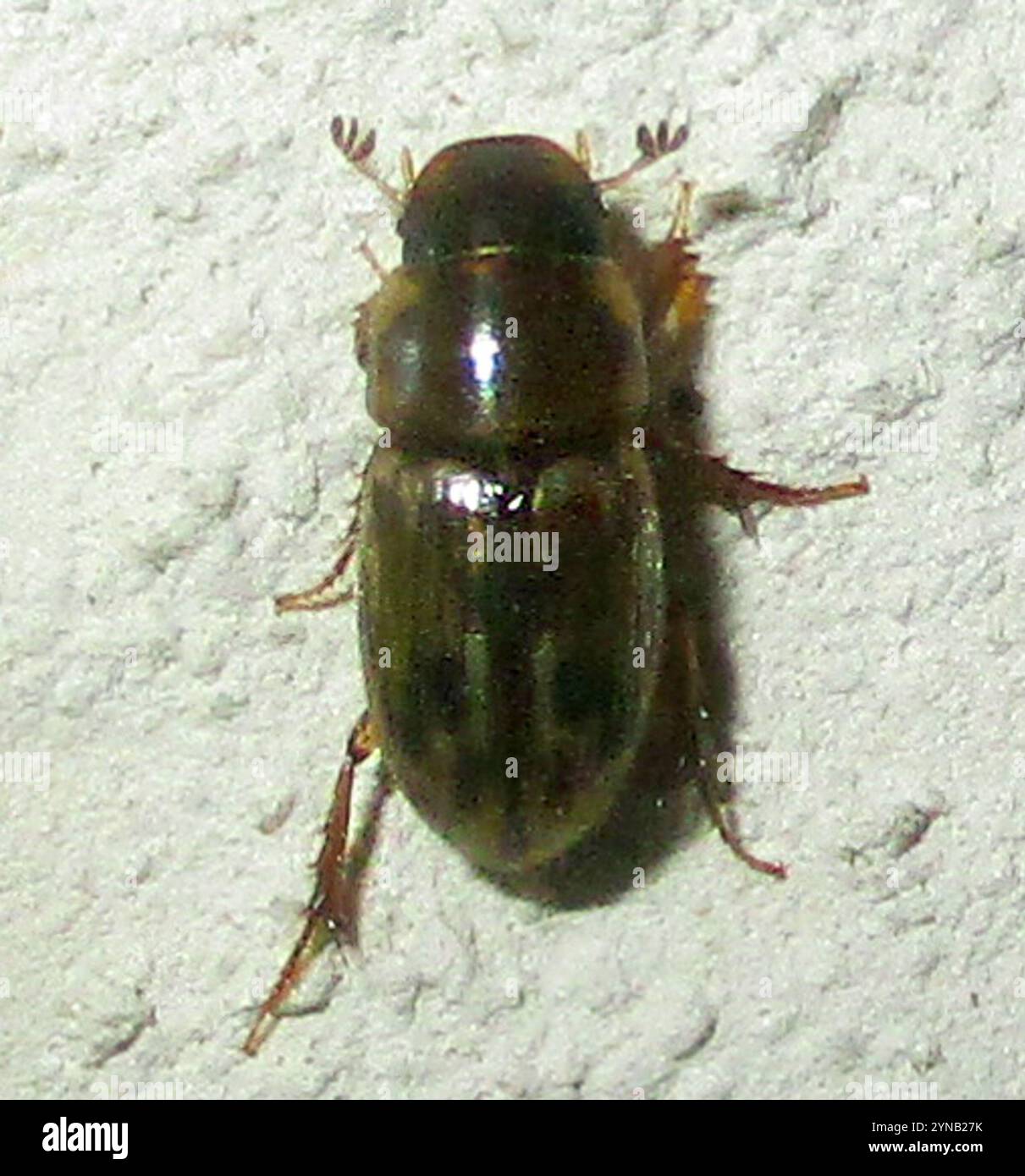 Small Dung Beetles (Aphodiinae Stock Photo - Alamy