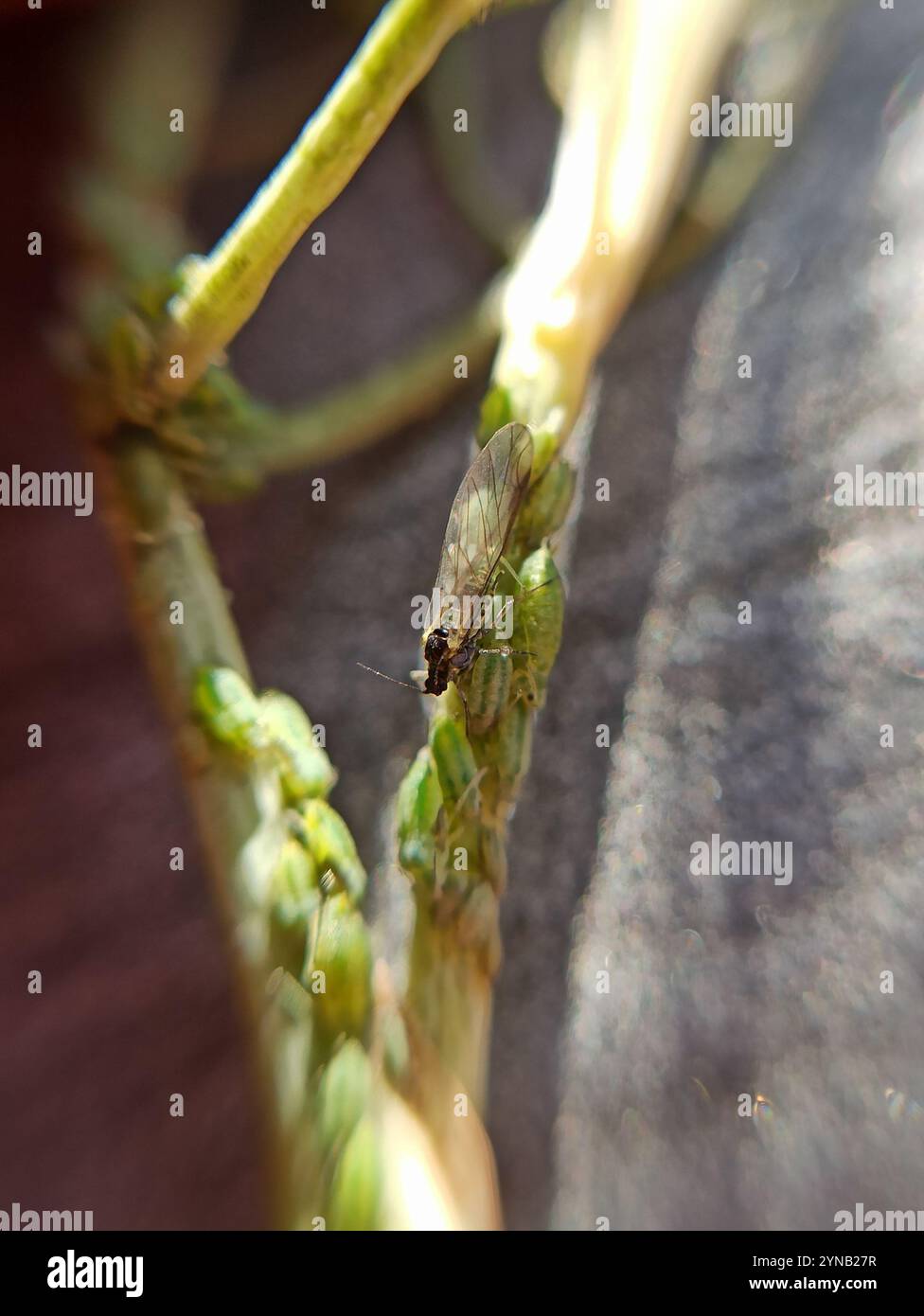 Carrot Aphid (Cavariella aegopodii Stock Photo - Alamy