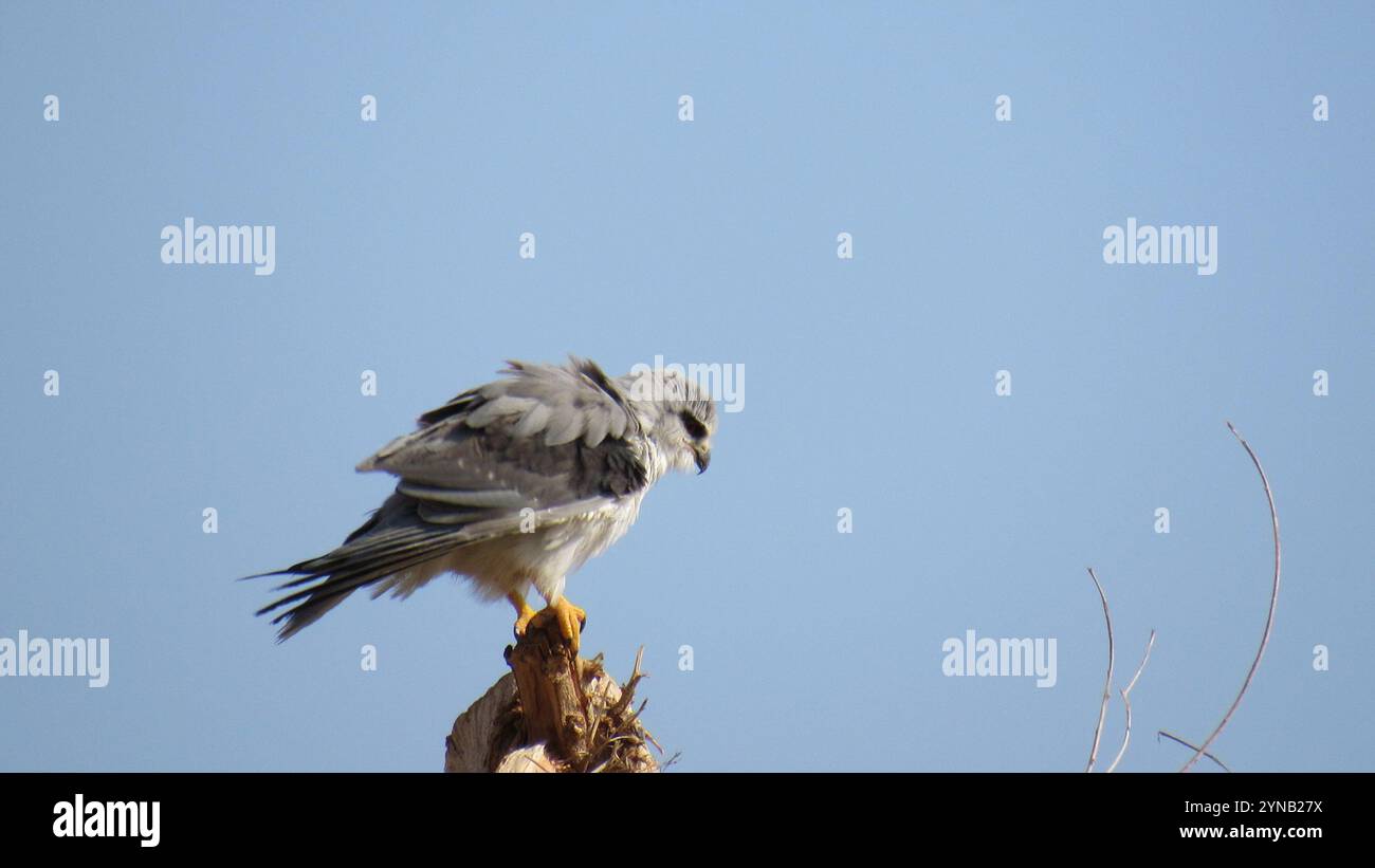 Black-winged Kite (Elanus caeruleus Stock Photo - Alamy