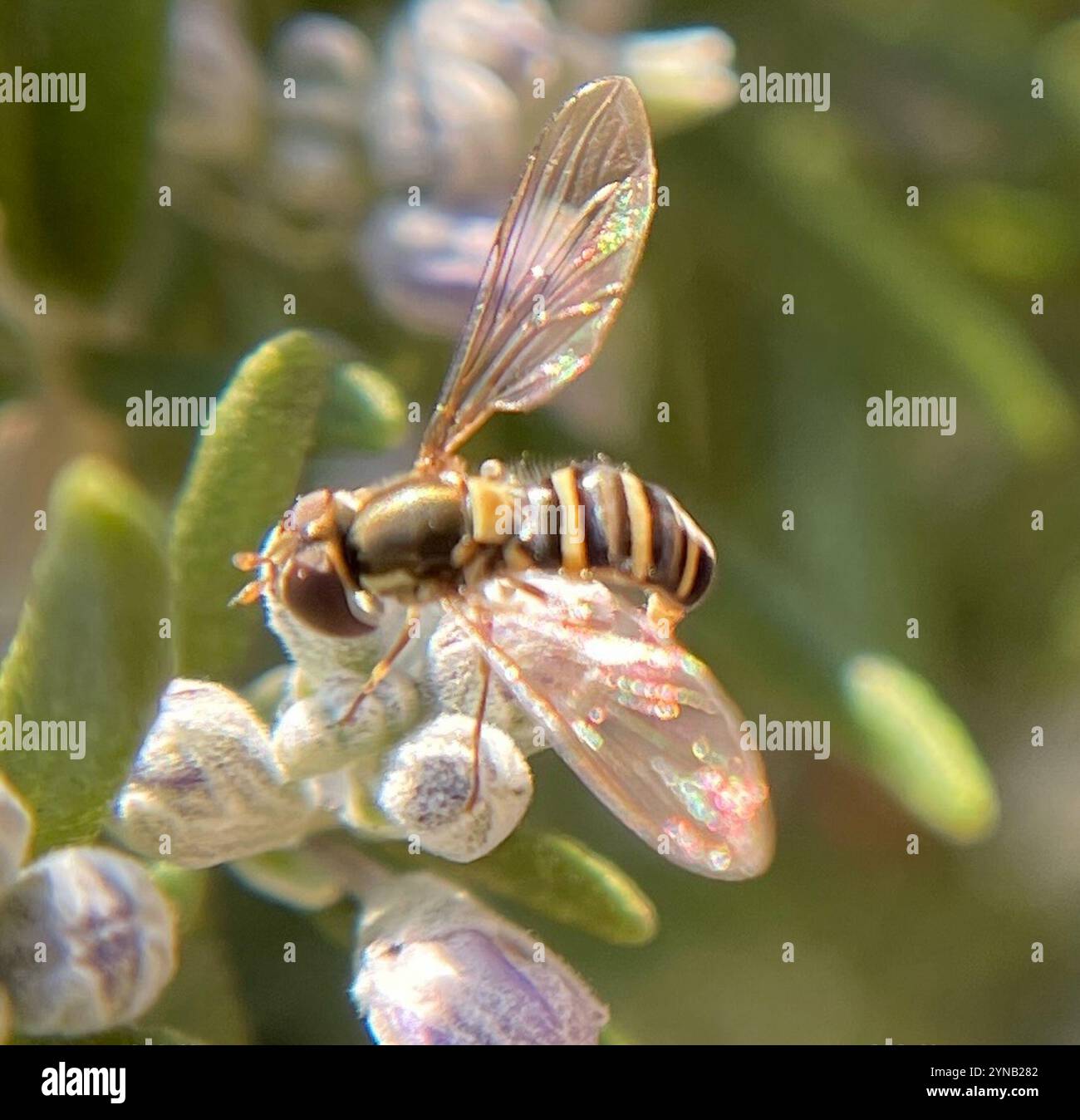 Diamond Spottail (Fazia micrura Stock Photo - Alamy