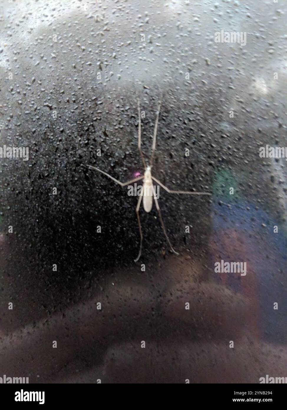 Crane Flies (Tipulomorpha Stock Photo - Alamy