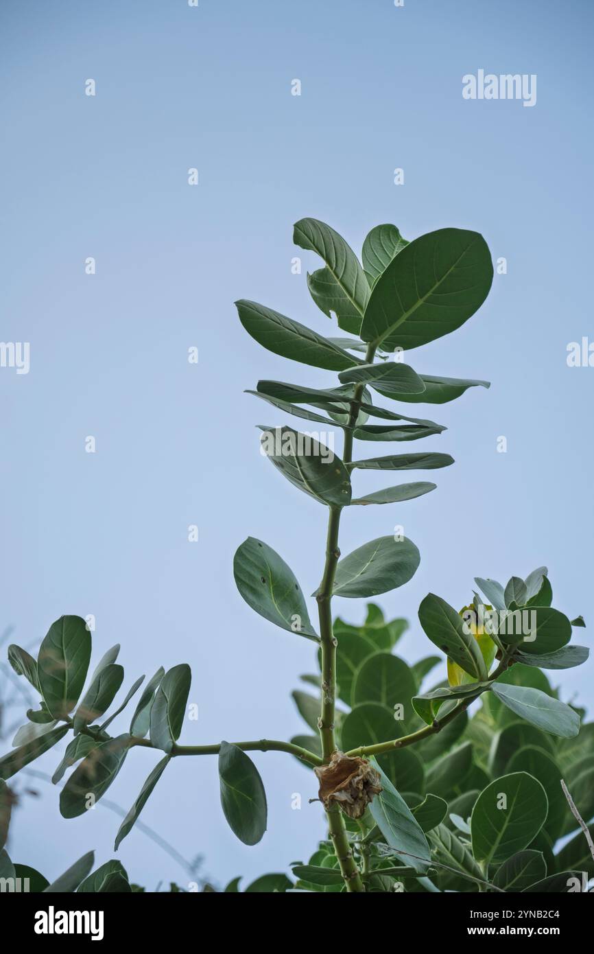 Flower calotropis procera species in hi-res stock photography and ...