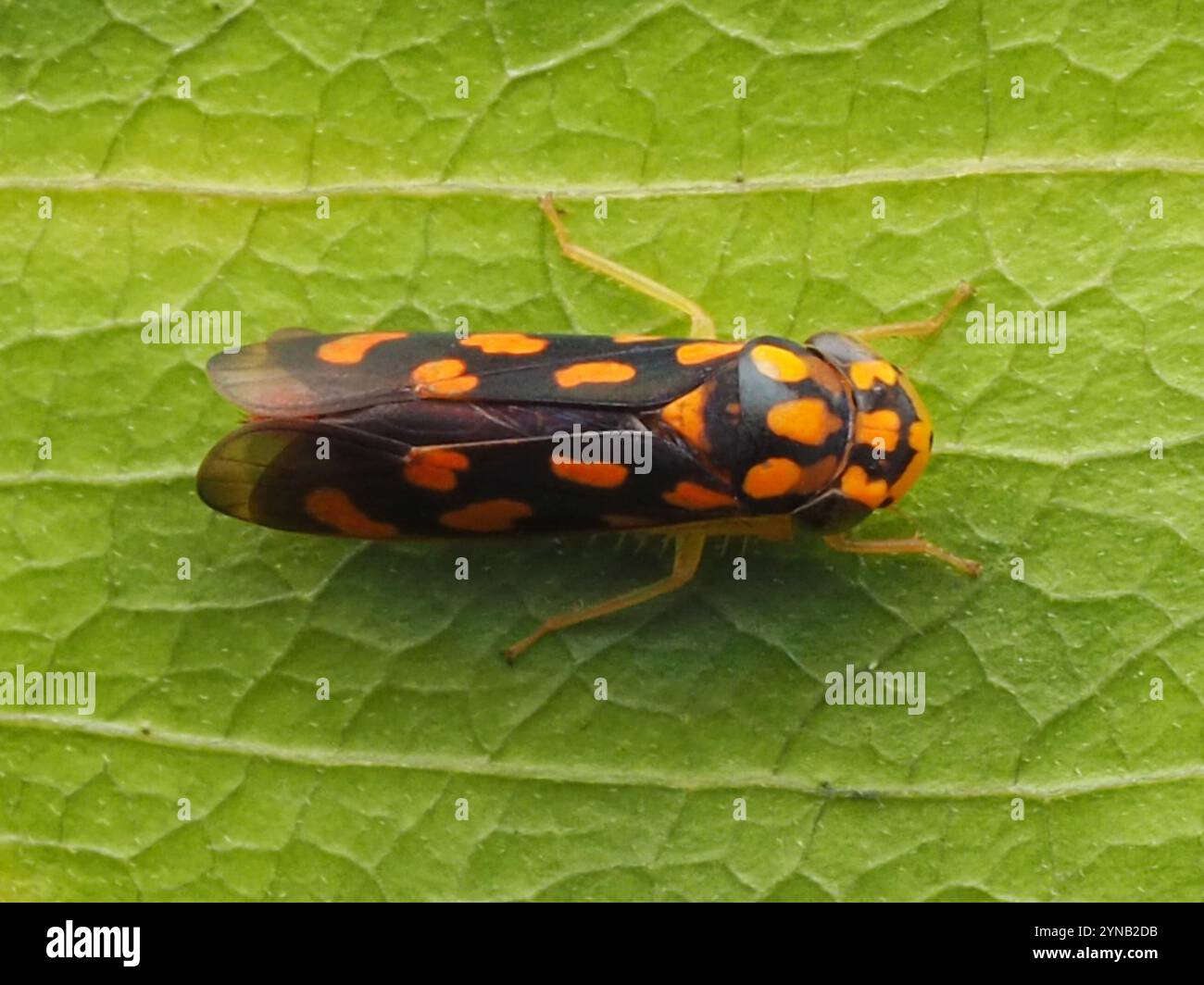 Balami hi-res stock photography and images - Alamy