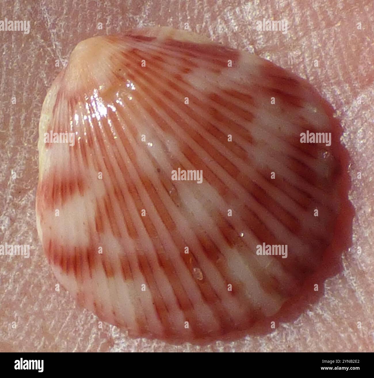 Atlantic Calico Scallop (Argopecten gibbus Stock Photo - Alamy