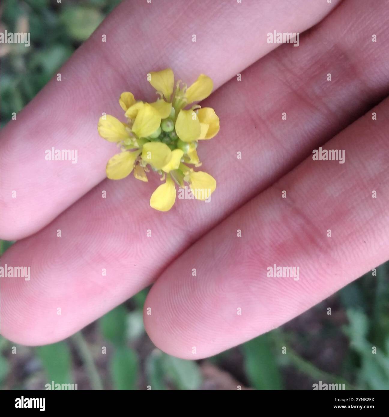 annual bastard cabbage (Rapistrum rugosum Stock Photo - Alamy