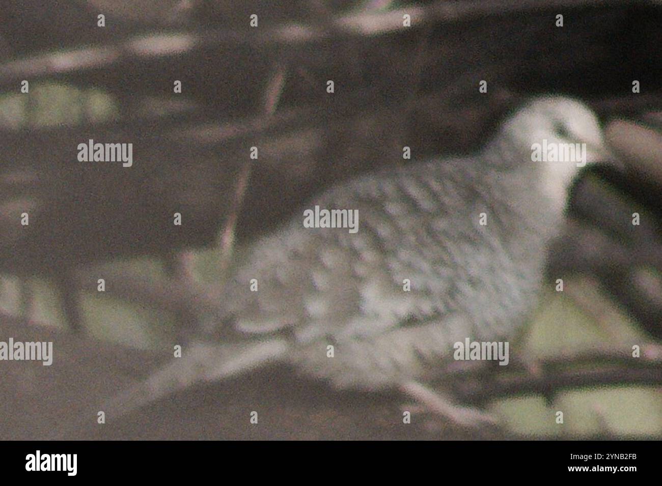 Scaled Dove (Columbina squammata Stock Photo - Alamy