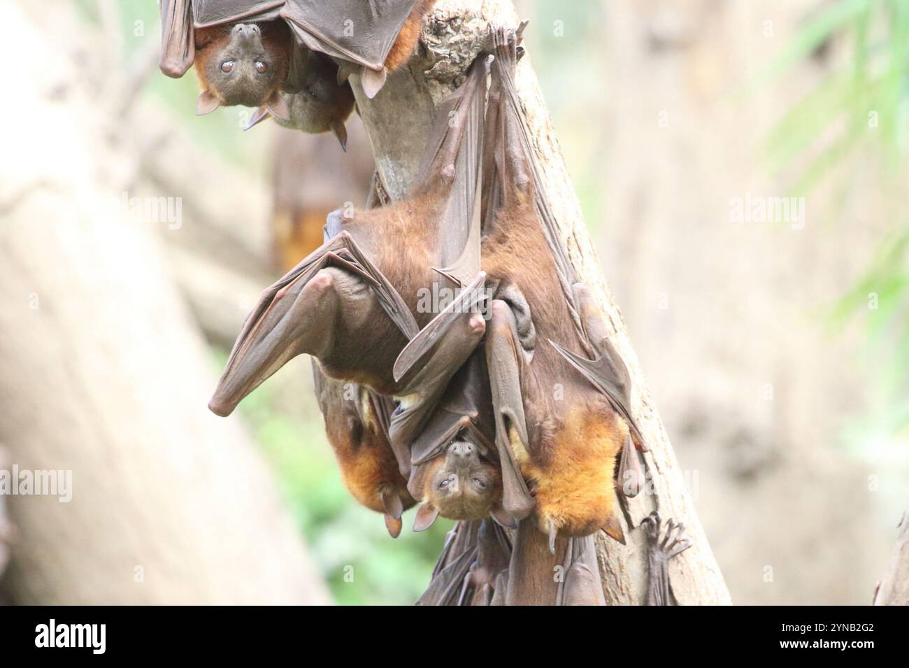 Little Red Flying-fox (Pteropus scapulatus Stock Photo - Alamy