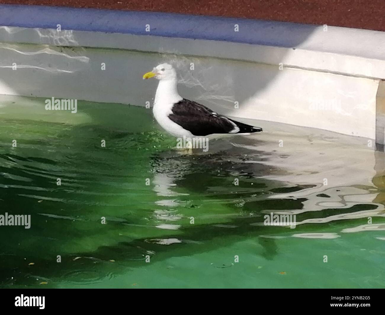 Southern Black-backed Gull (Larus dominicanus dominicanus Stock Photo ...
