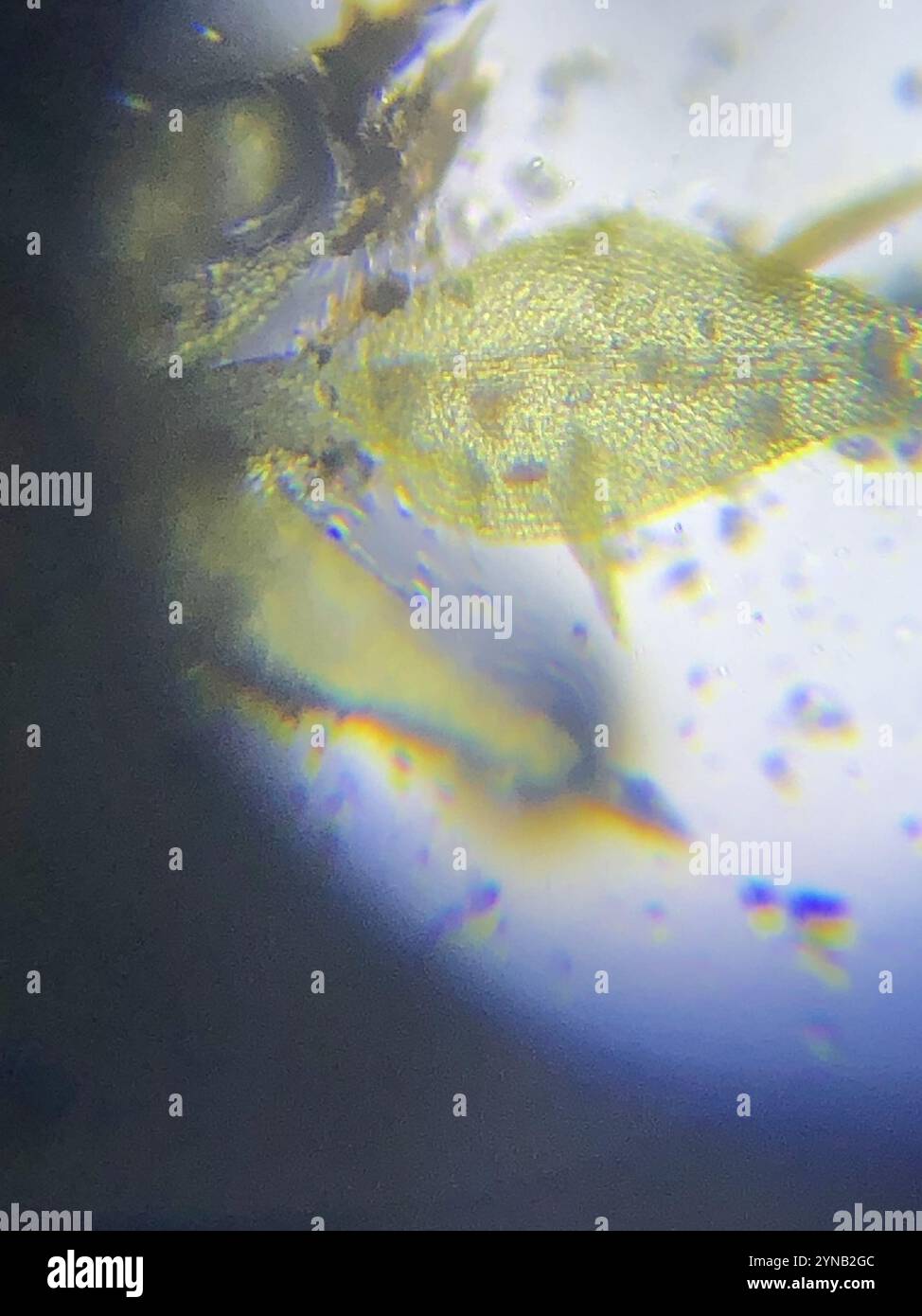 tangled thread moss (Hygroamblystegium varium Stock Photo - Alamy