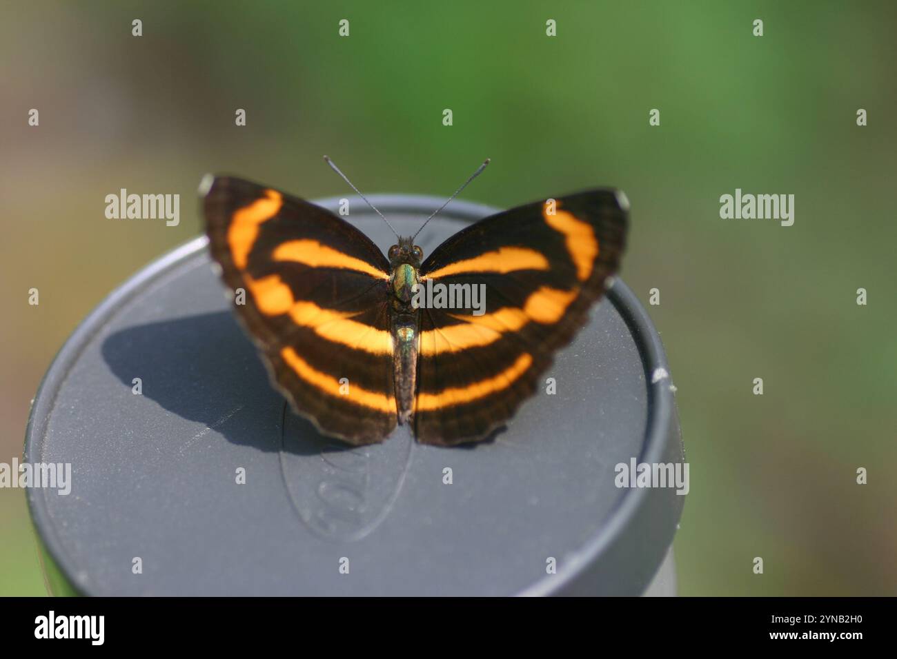 Small Yellow Sailer (Neptis miah Stock Photo - Alamy