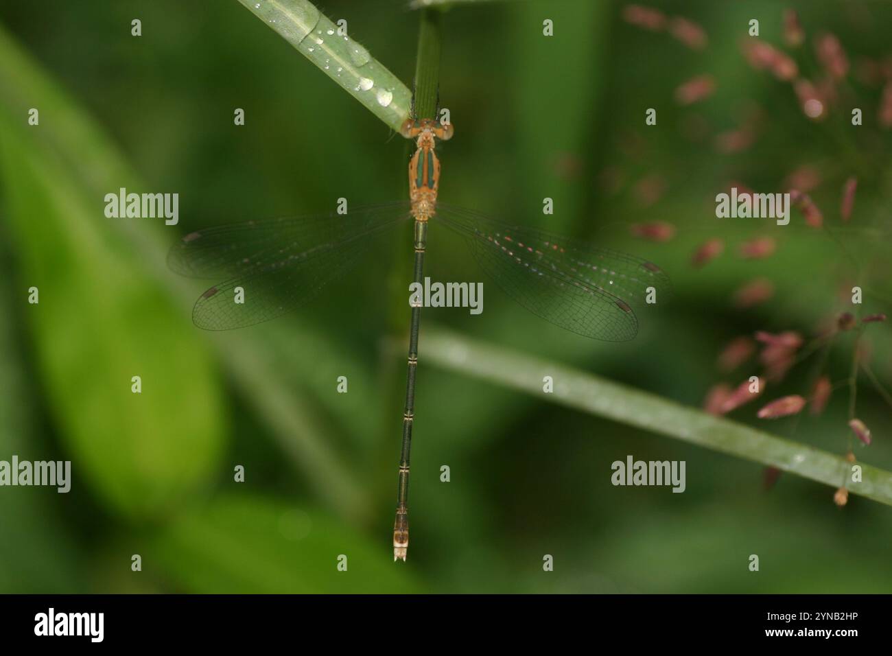Lestes elatus hi-res stock photography and images - Alamy