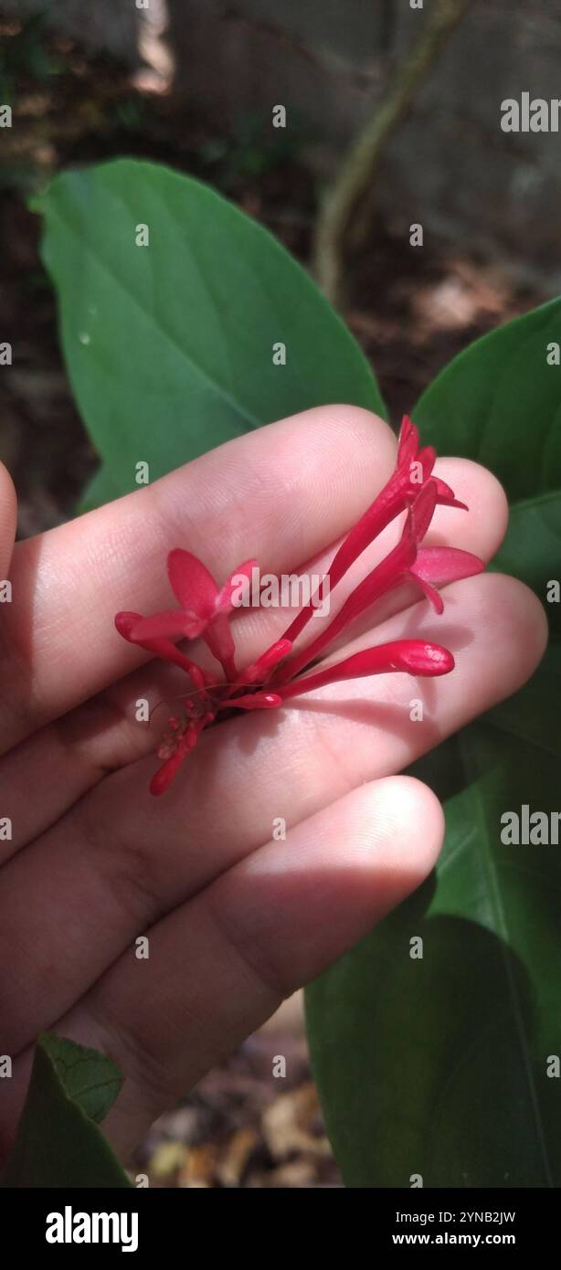 Firespike (Odontonema tubaeforme Stock Photo - Alamy