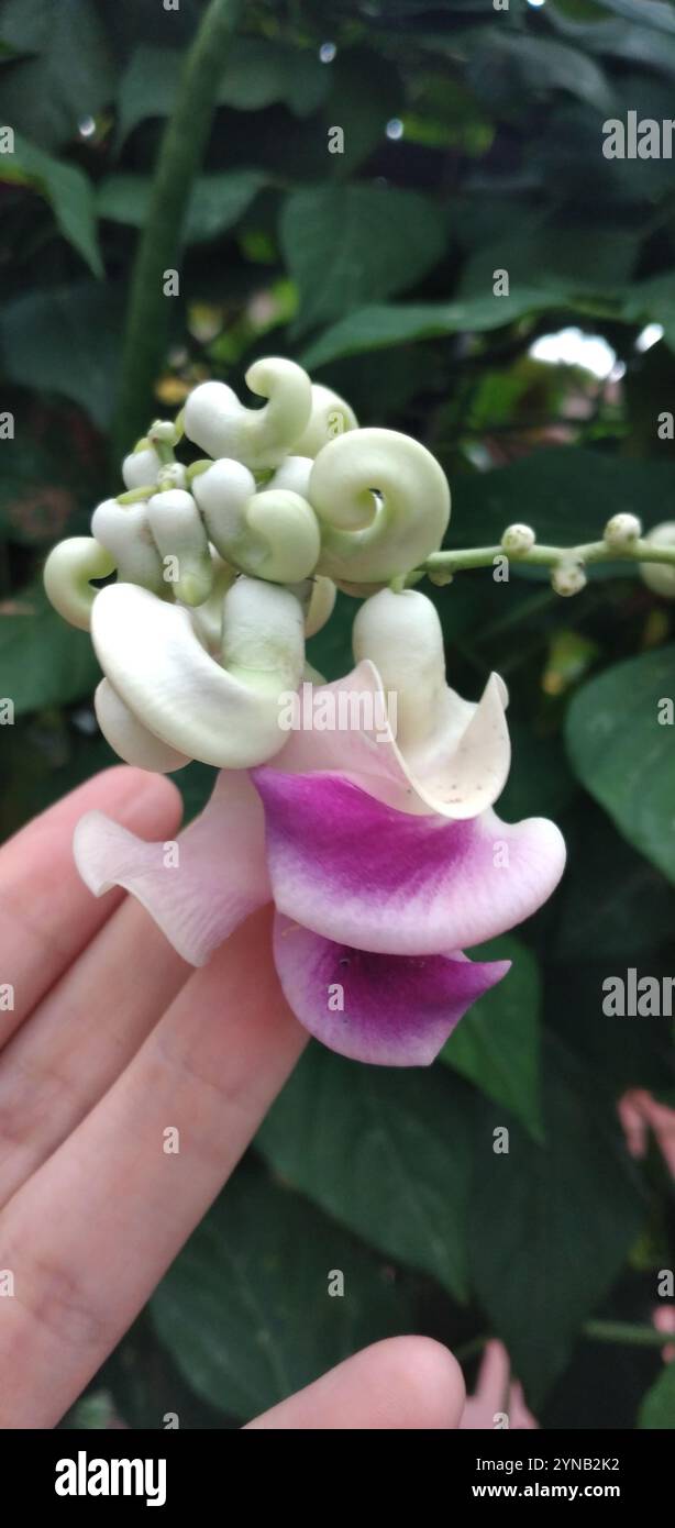 Snail vine (Cochliasanthus caracalla Stock Photo - Alamy