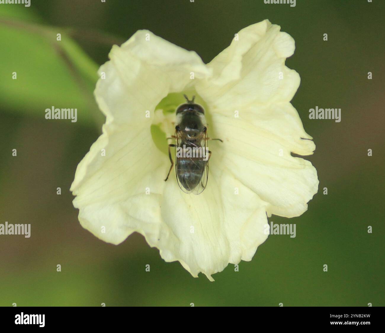 Betasyrphus hi-res stock photography and images - Alamy