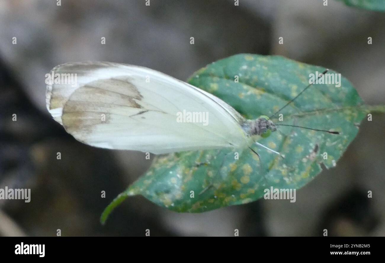 (Nepheronia pharis pharis Stock Photo - Alamy