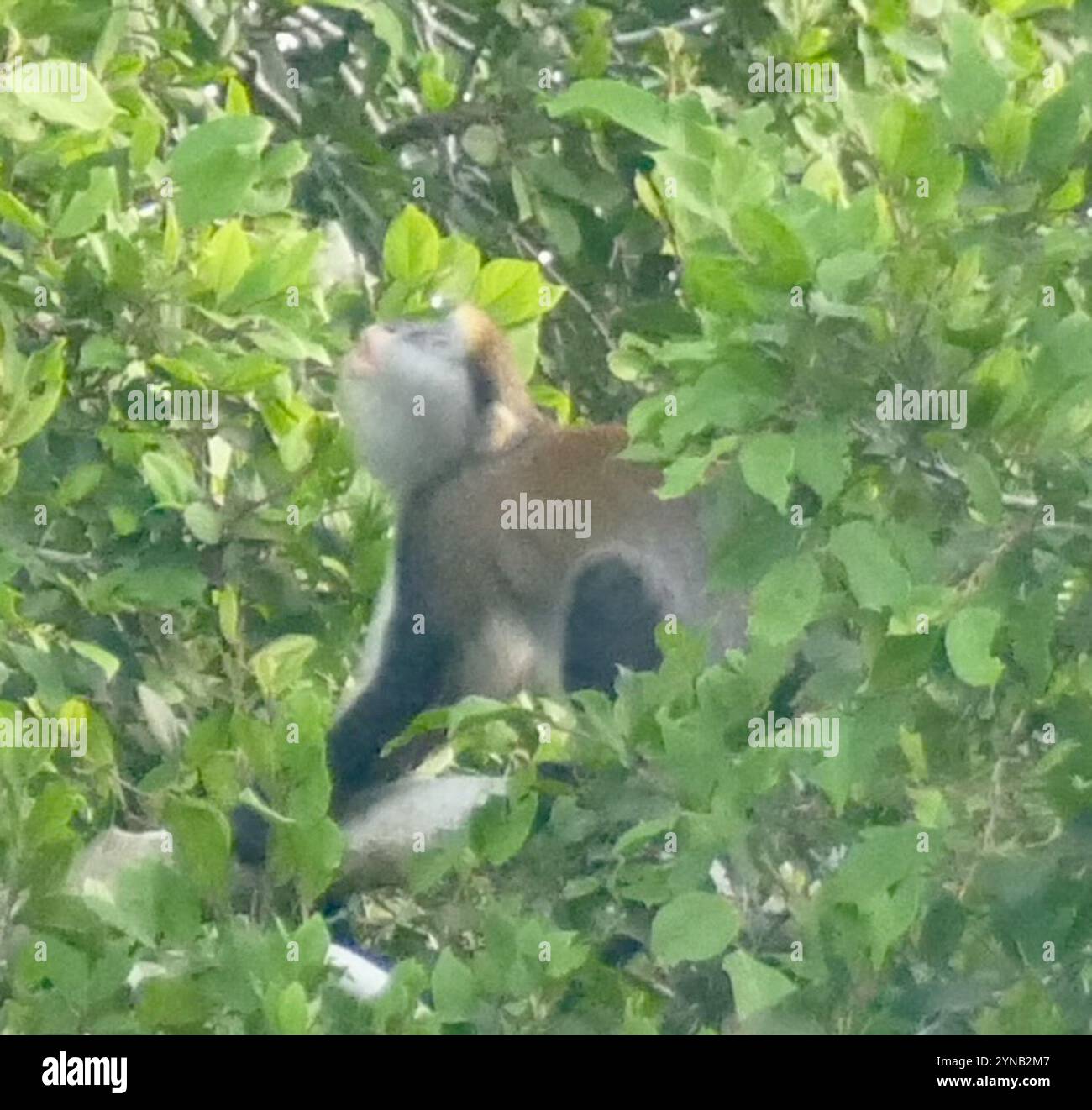 Lowe's Monkey (Cercopithecus lowei Stock Photo - Alamy