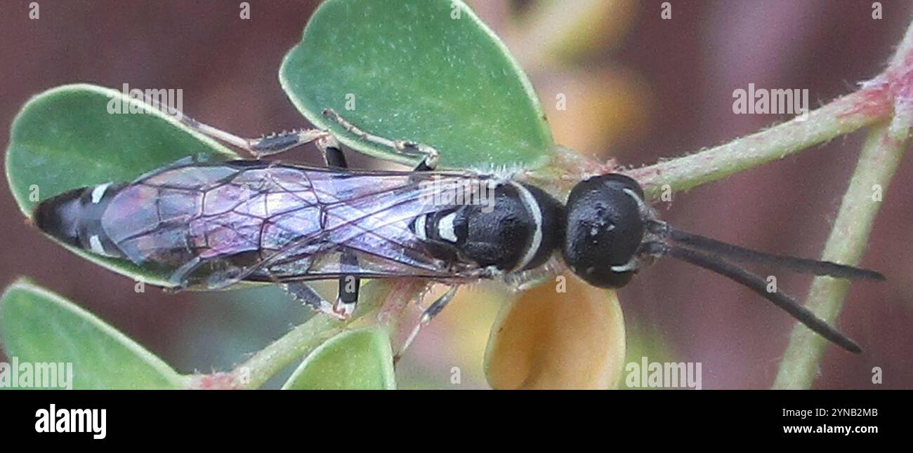 Thynnid Flower Wasps (Thynnidae Stock Photo - Alamy