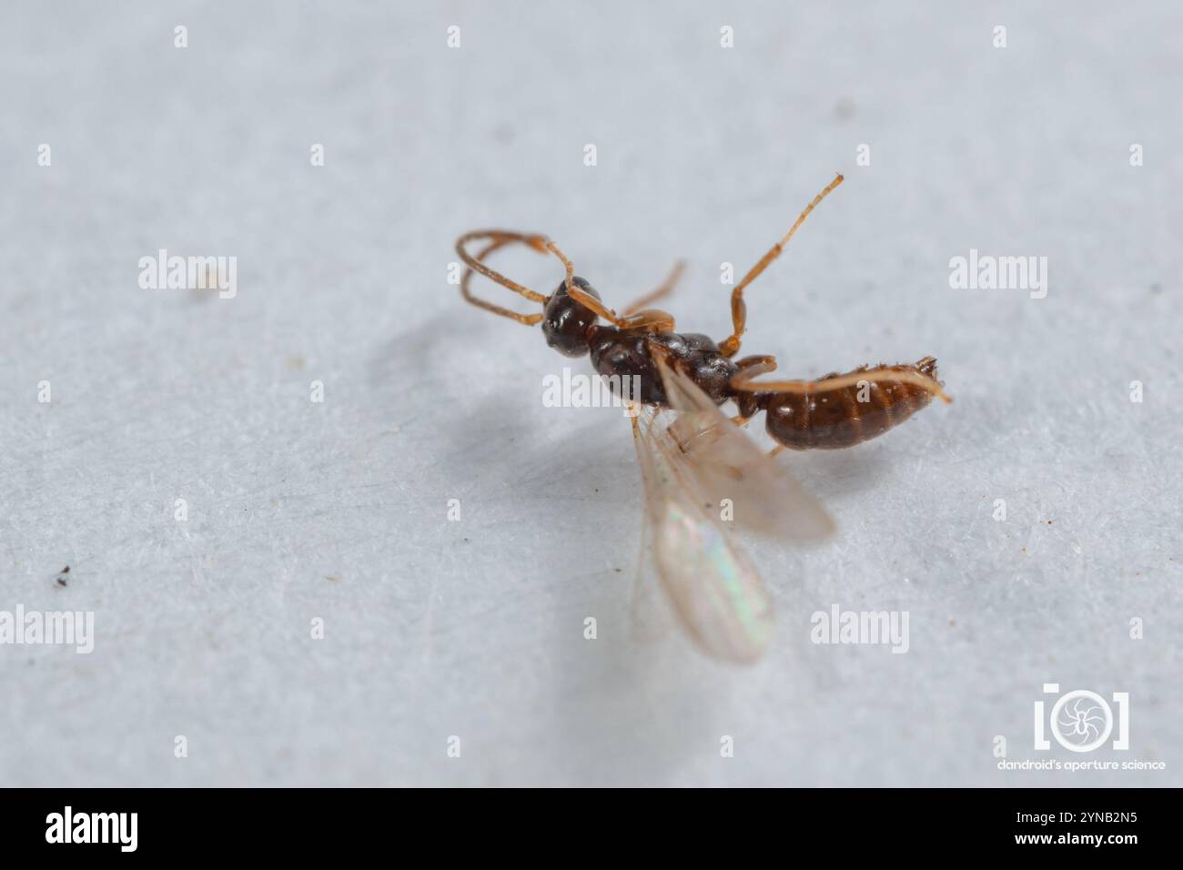 Typical Ponerine Ants (Ponerini Stock Photo - Alamy