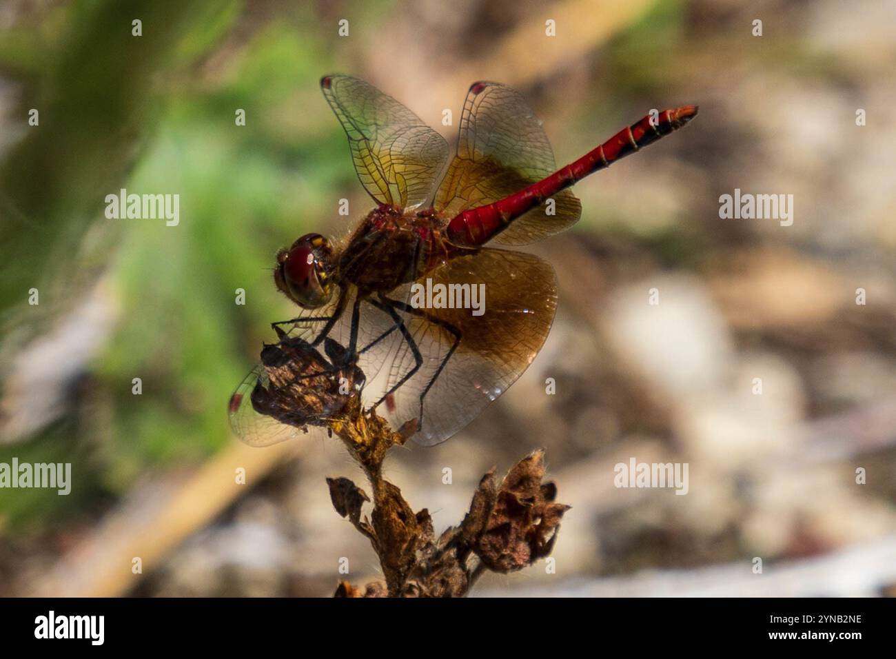Band-winged Meadowhawk (Sympetrum semicinctum Stock Photo - Alamy