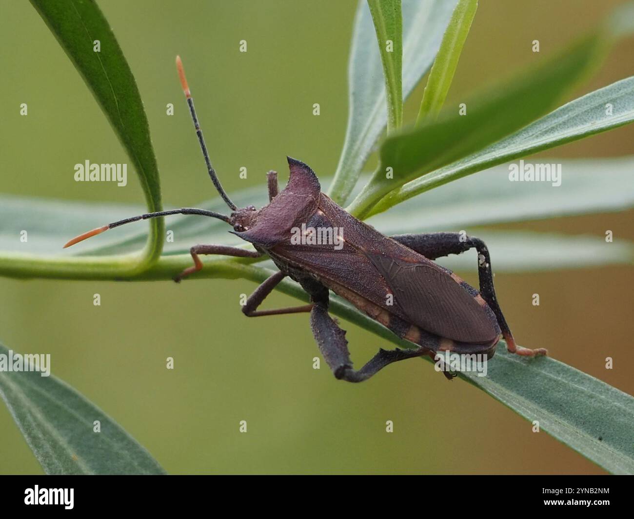 Mozena hi-res stock photography and images - Alamy