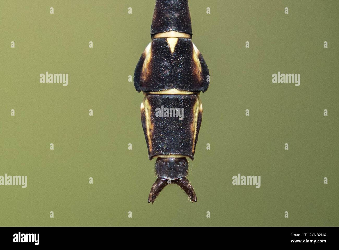 Arrow clubtail hi-res stock photography and images - Alamy