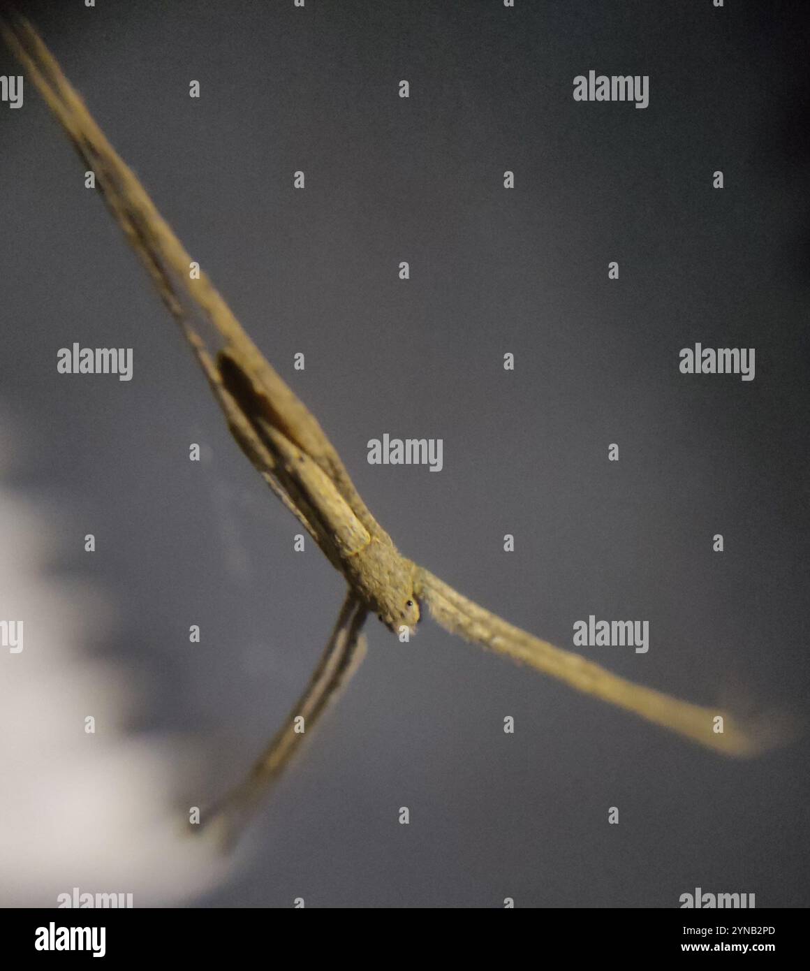 American Ogre-faced Spiders (Deinopis Stock Photo - Alamy