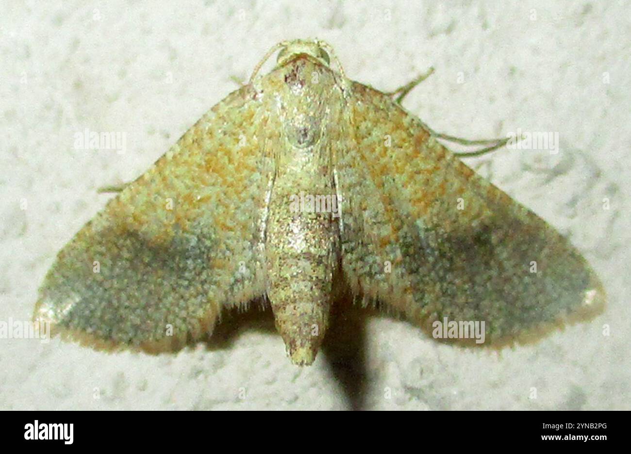 Window-winged Moths (Thyrididae Stock Photo - Alamy