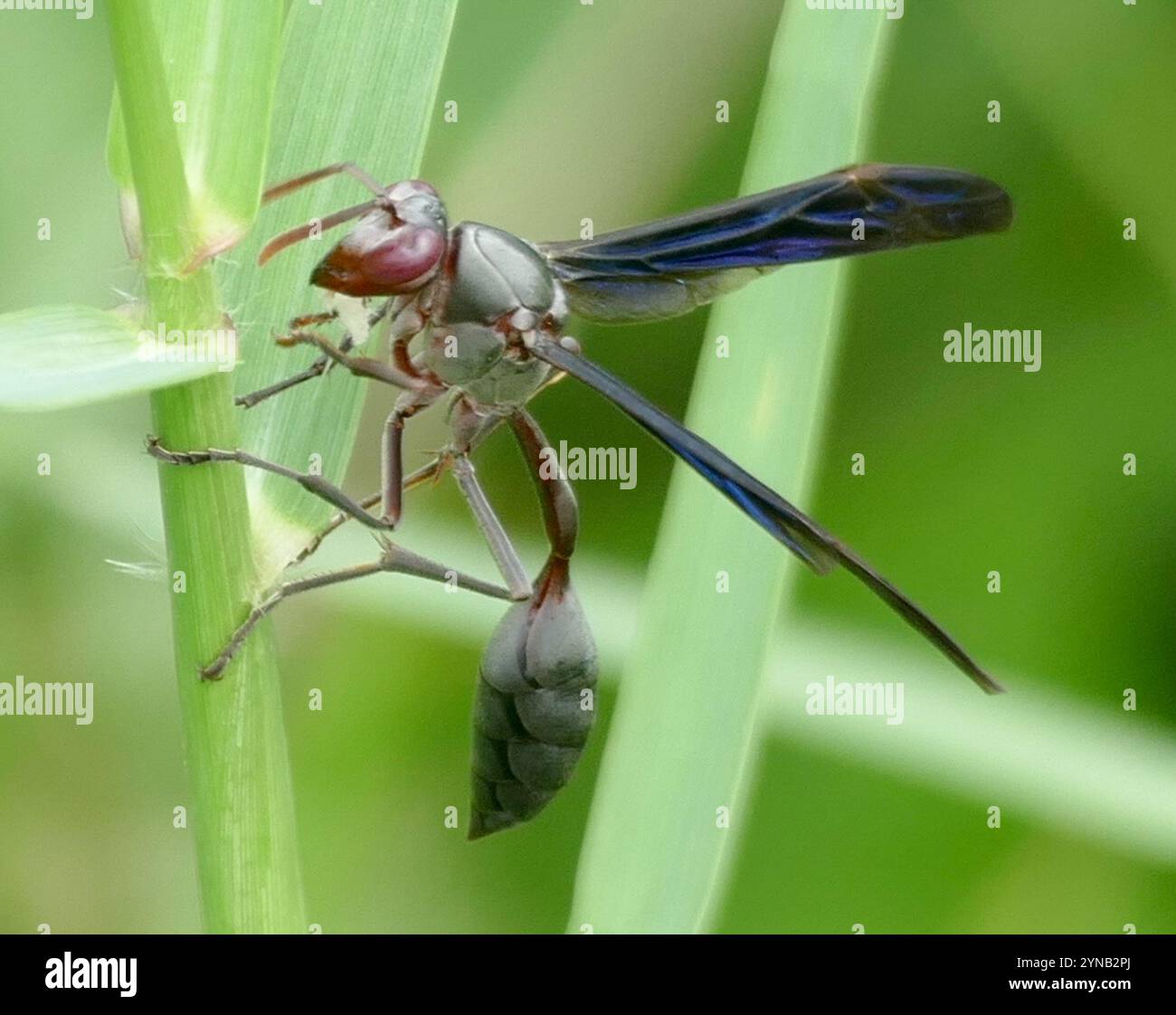 Belonogaster hi-res stock photography and images - Alamy