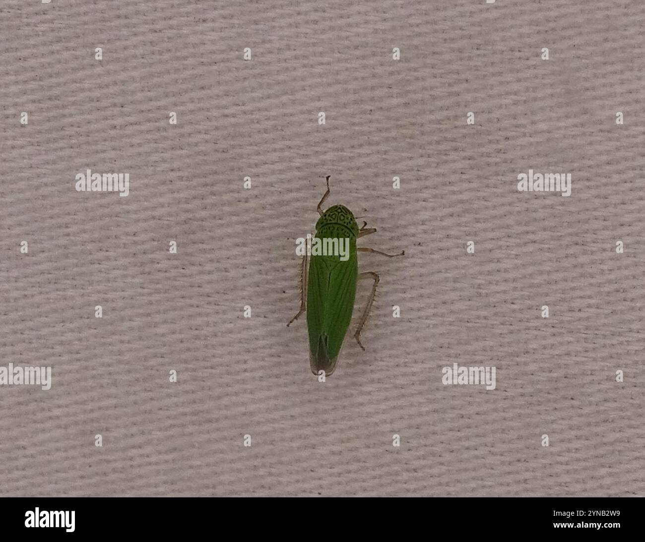 Common Green Leafhopper (Hortensia similis Stock Photo - Alamy