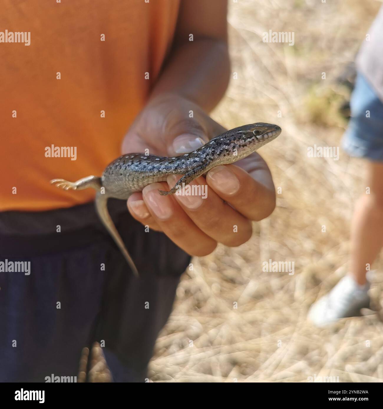 Cape Skink (Trachylepis capensis Stock Photo - Alamy