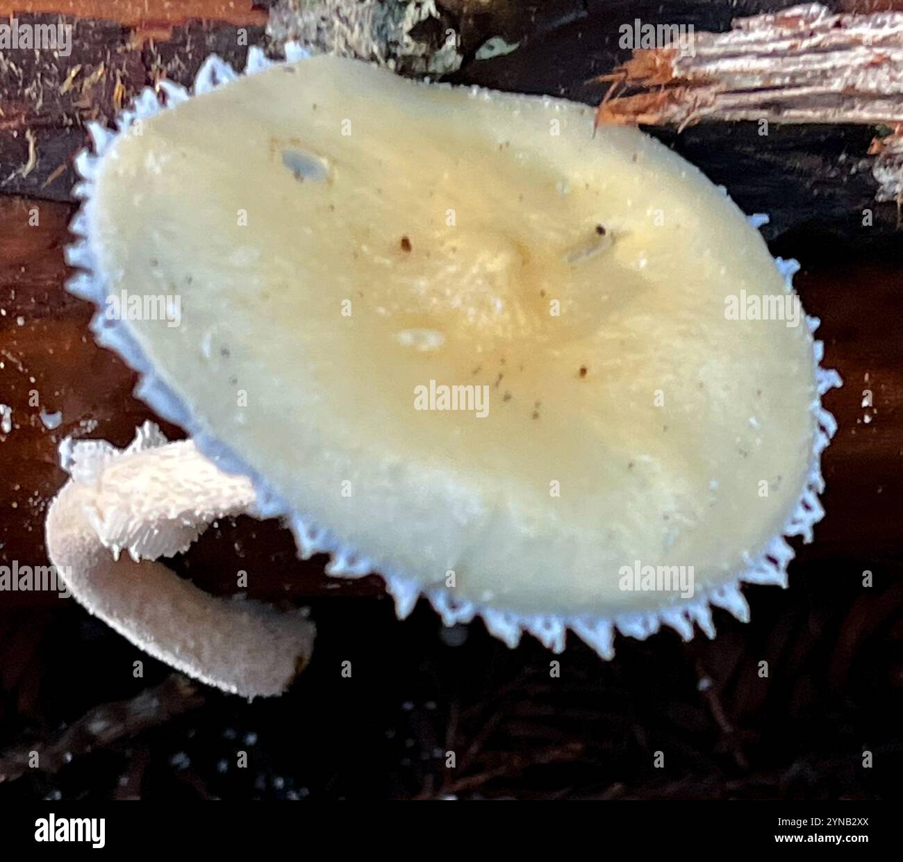 Questionable Stropharia (Stropharia ambigua Stock Photo - Alamy